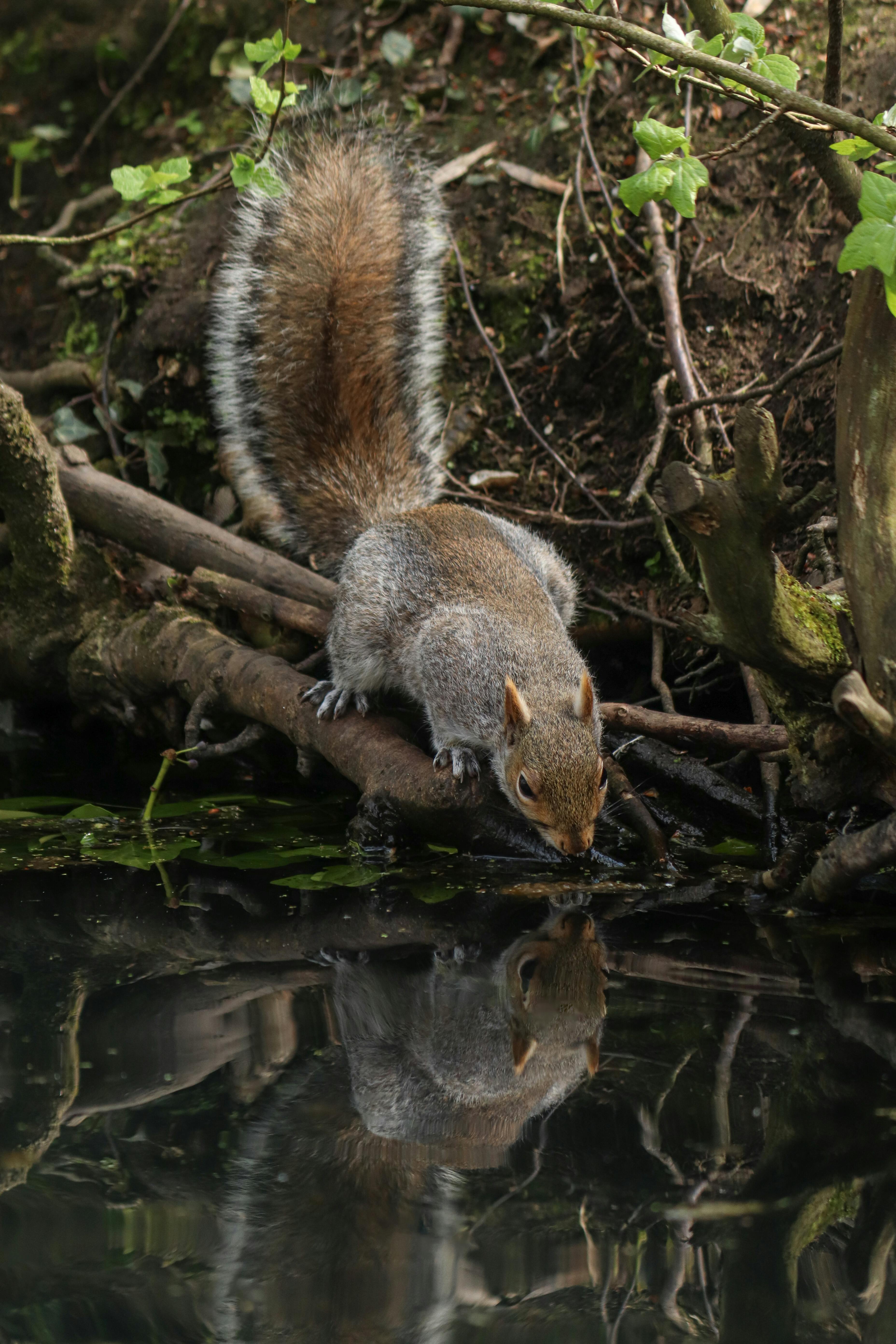 Close-up of a Squirrel Drinking Water from a Pond · Free Stock Photo