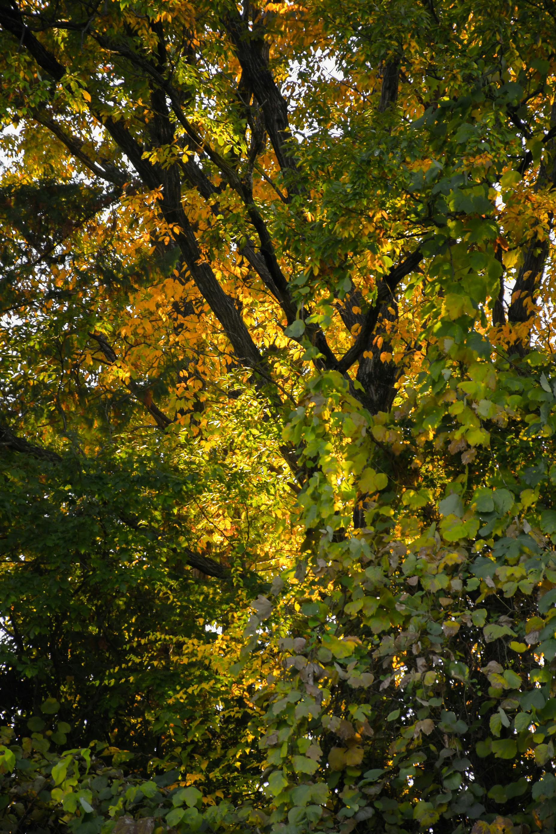 Green Tree in Autumn · Free Stock Photo