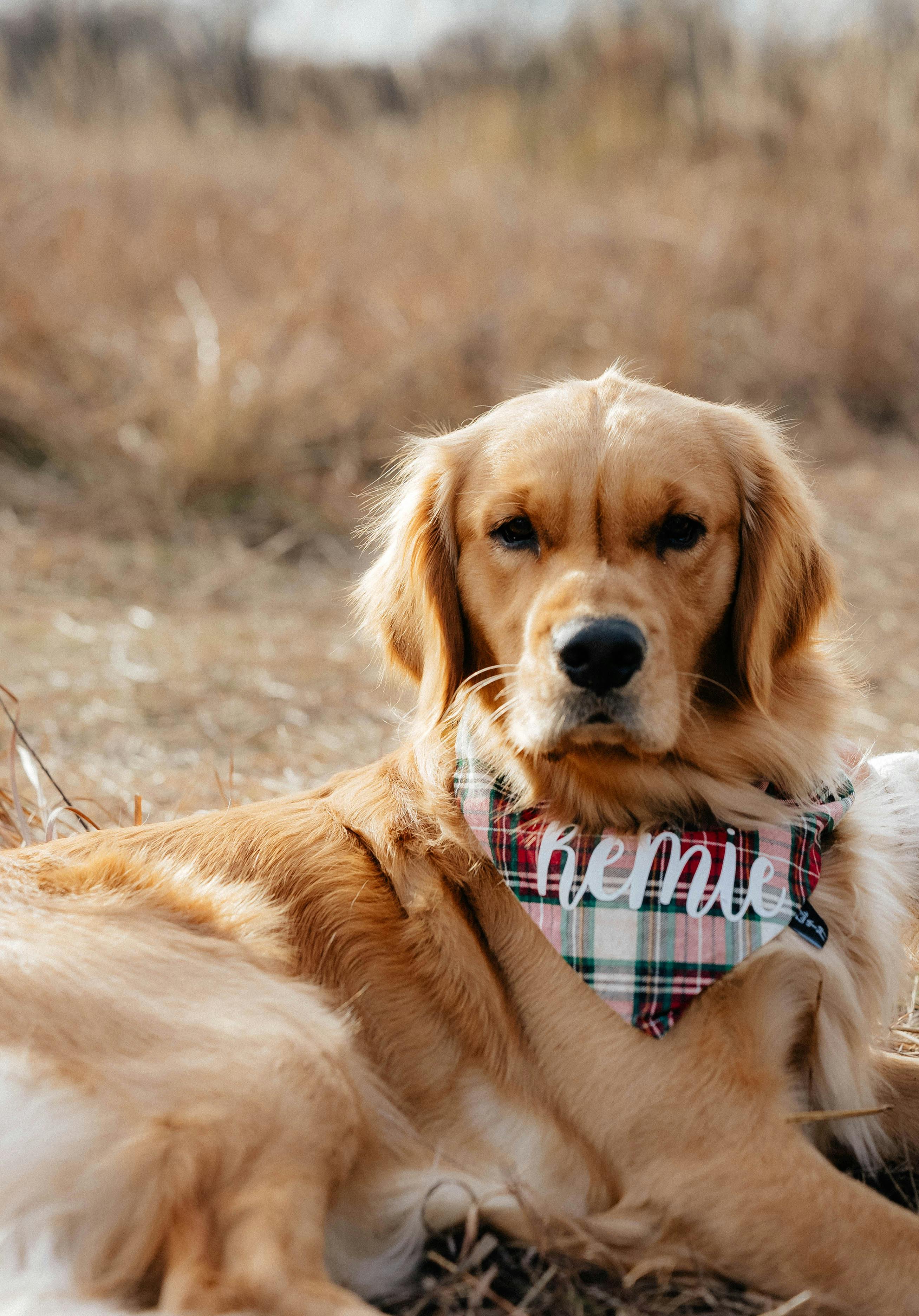 Golden Retriever in Bib · Free Stock Photo