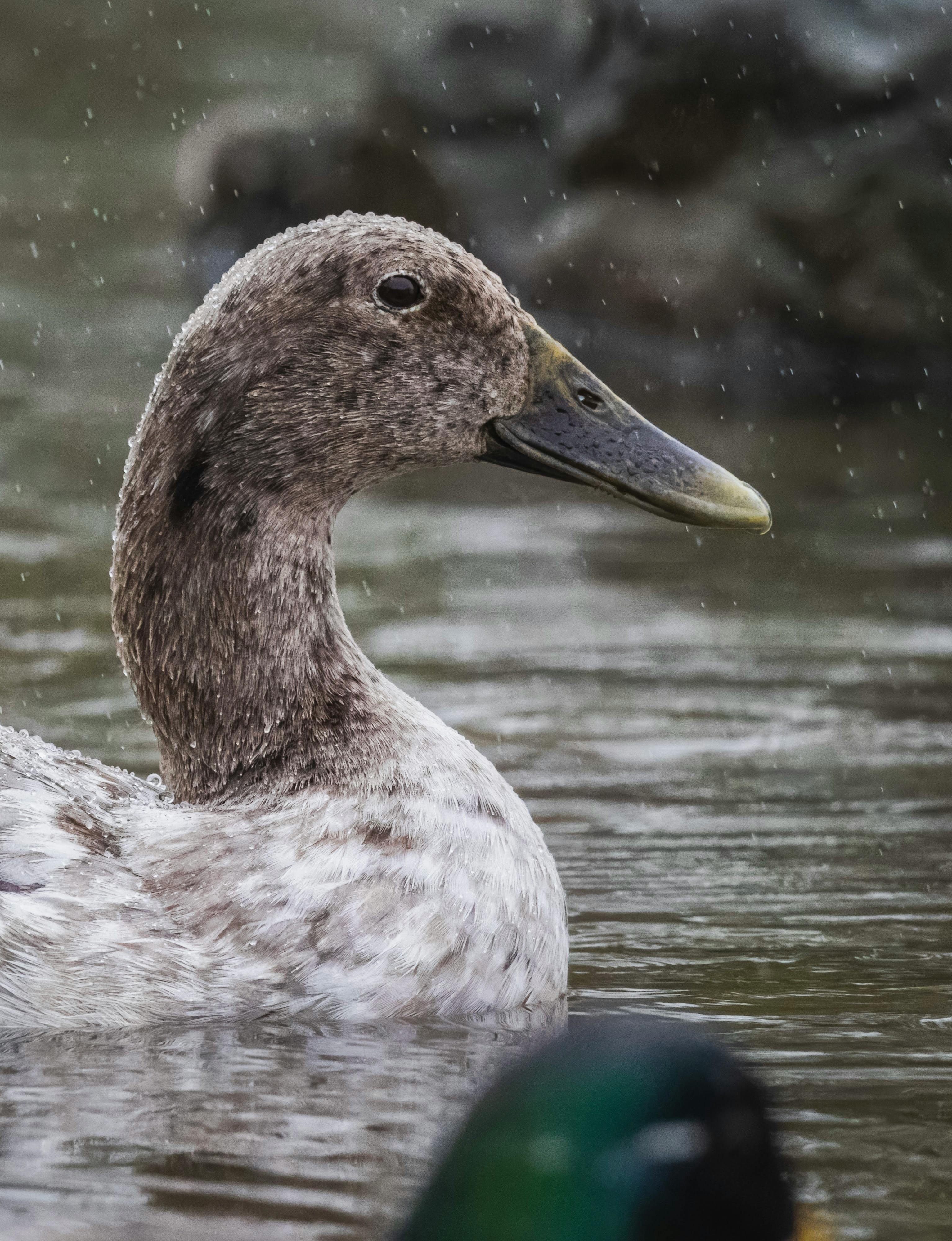 Head of Young Swam · Free Stock Photo