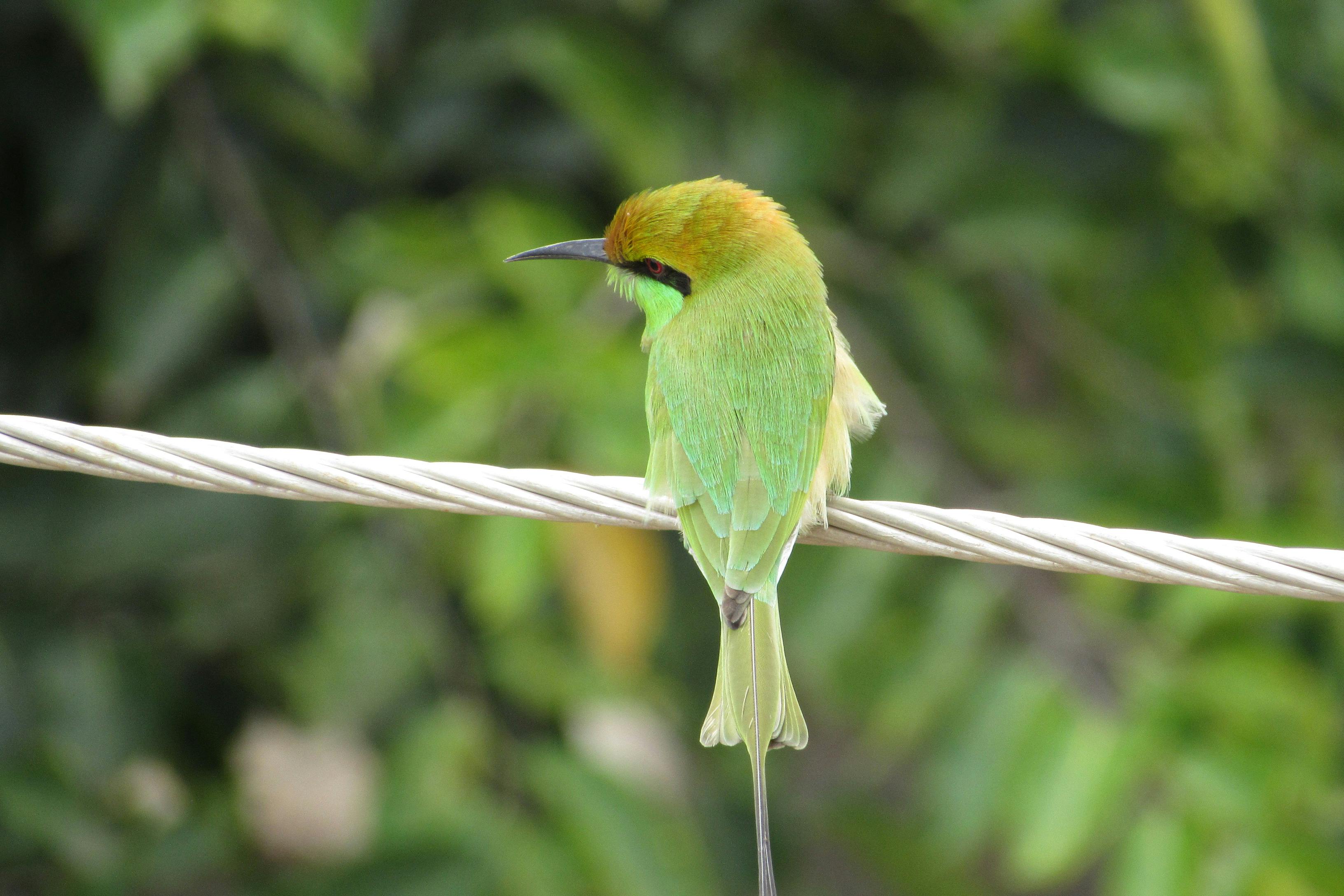Green Birds on Wire · Free Stock Photo