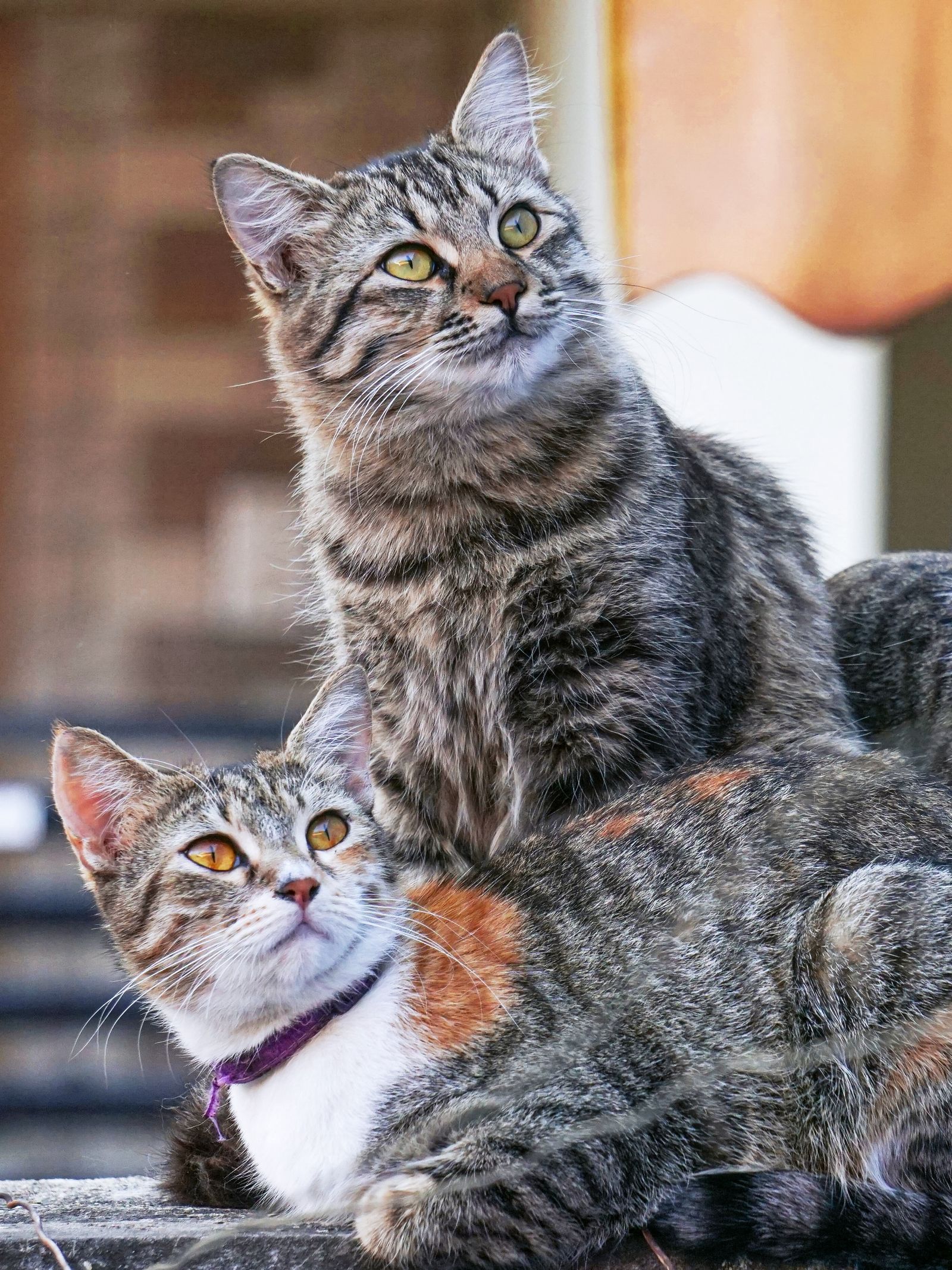 Cats Reference Photos, Download The BEST Free Cats Reference Stock ...