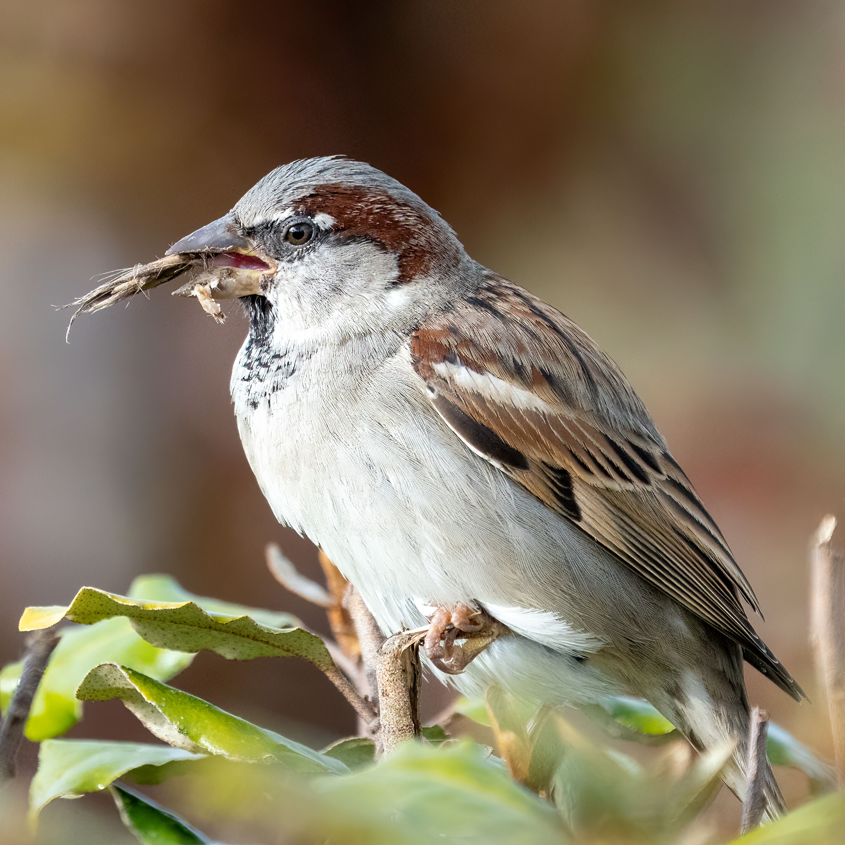 Small Sparrow Bird · Free Stock Photo