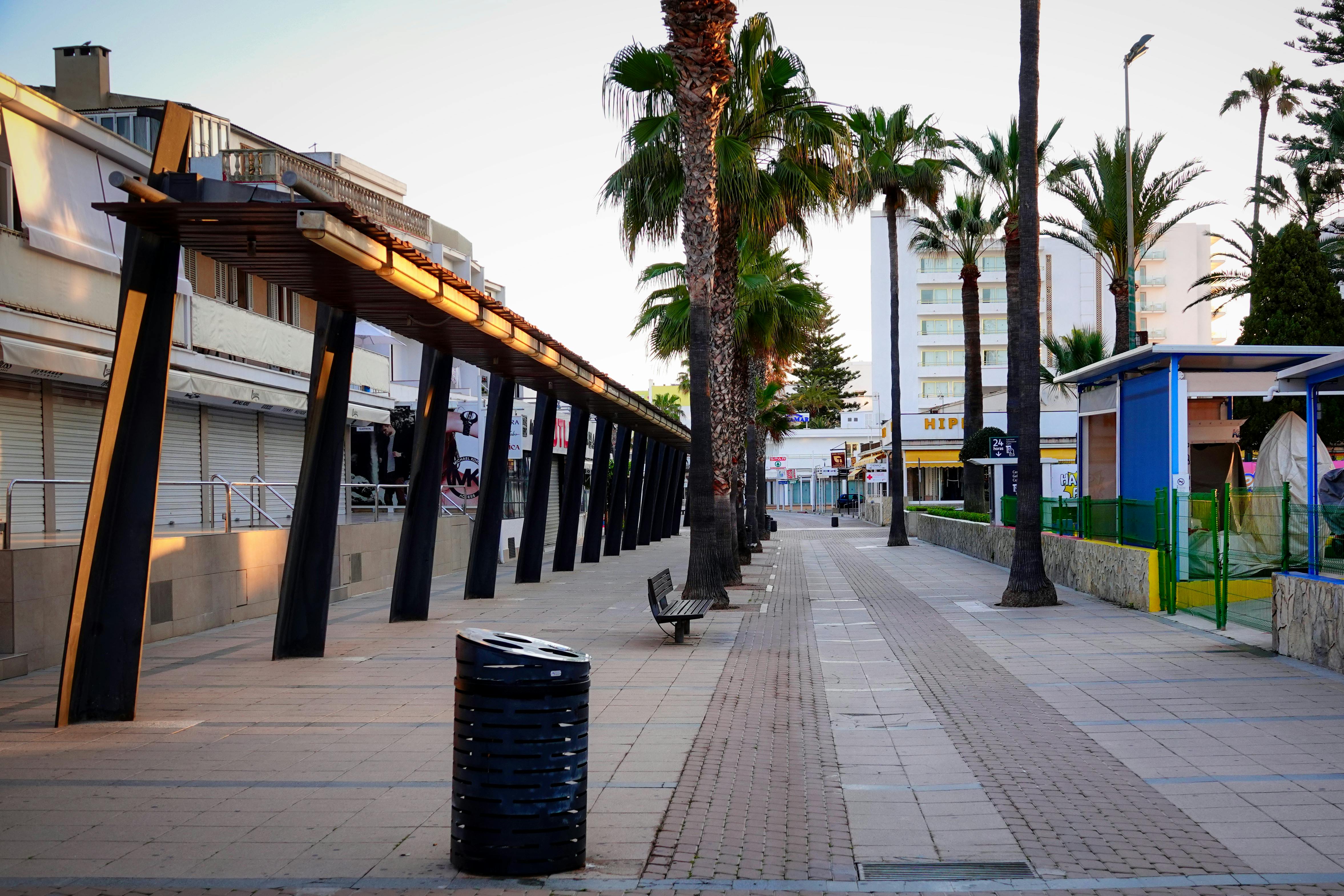 Palm Trees on Sidewalk · Free Stock Photo