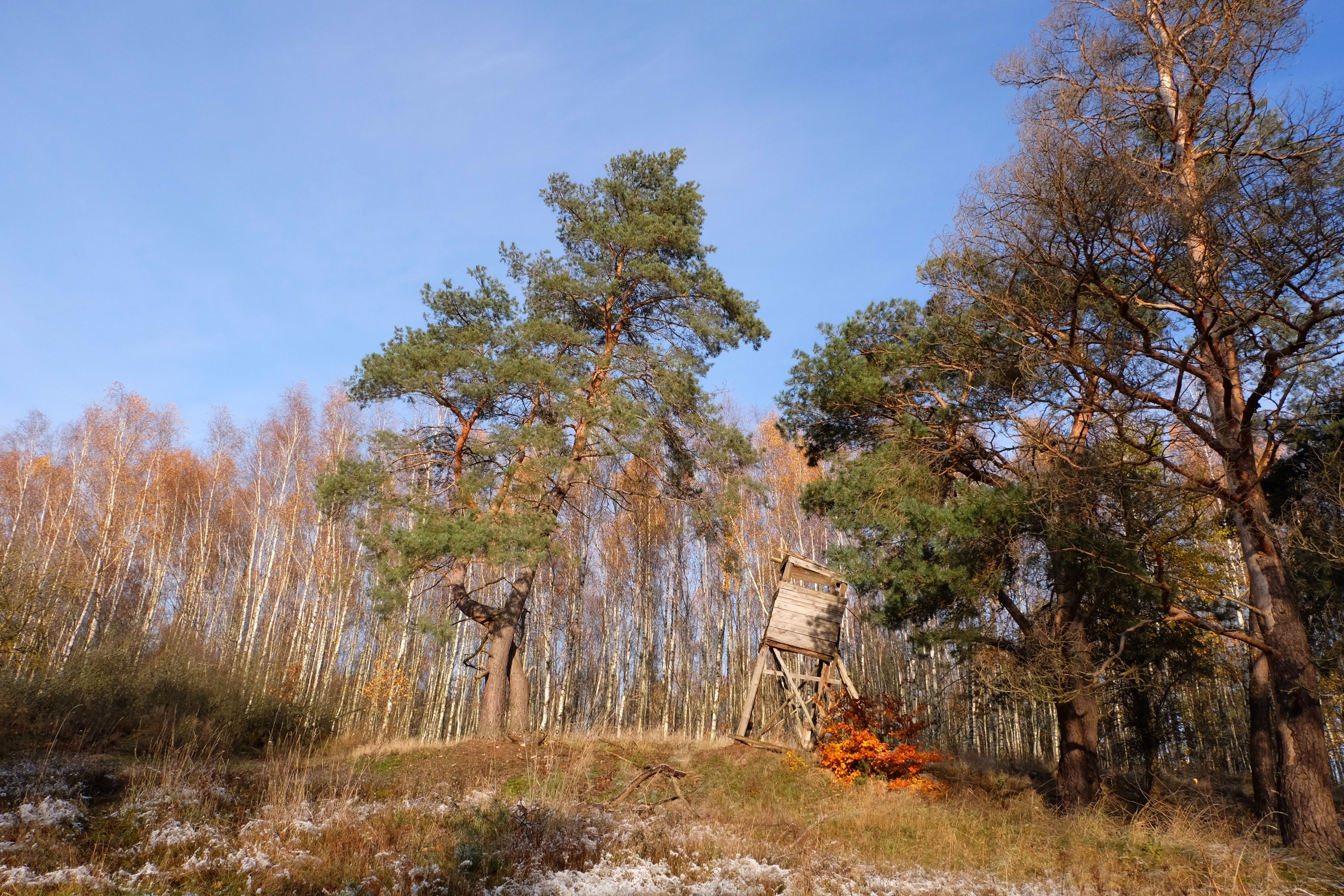 Hunting Tower among Trees in Forest · Free Stock Photo