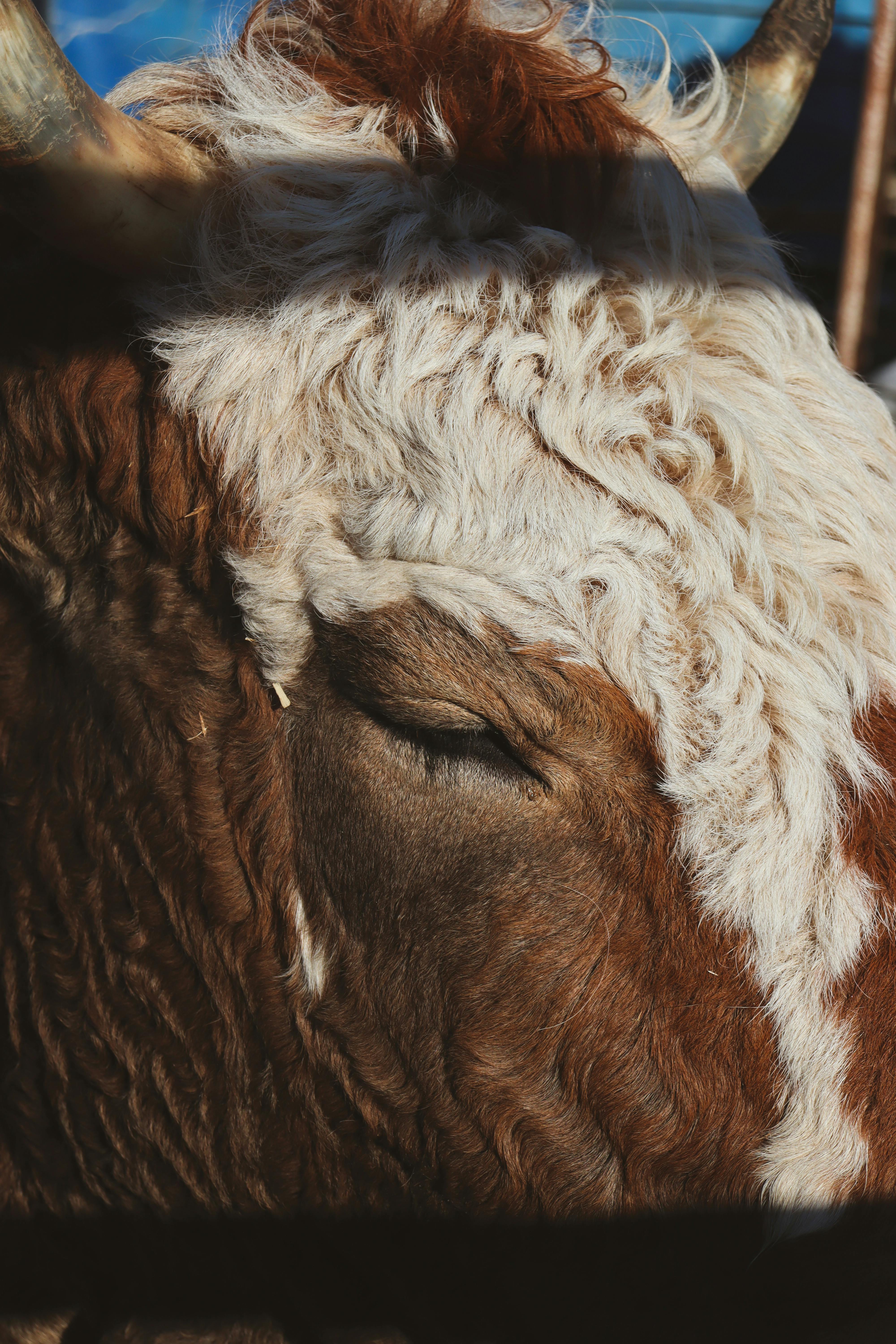 Brown and White Hide on Cow Head · Free Stock Photo