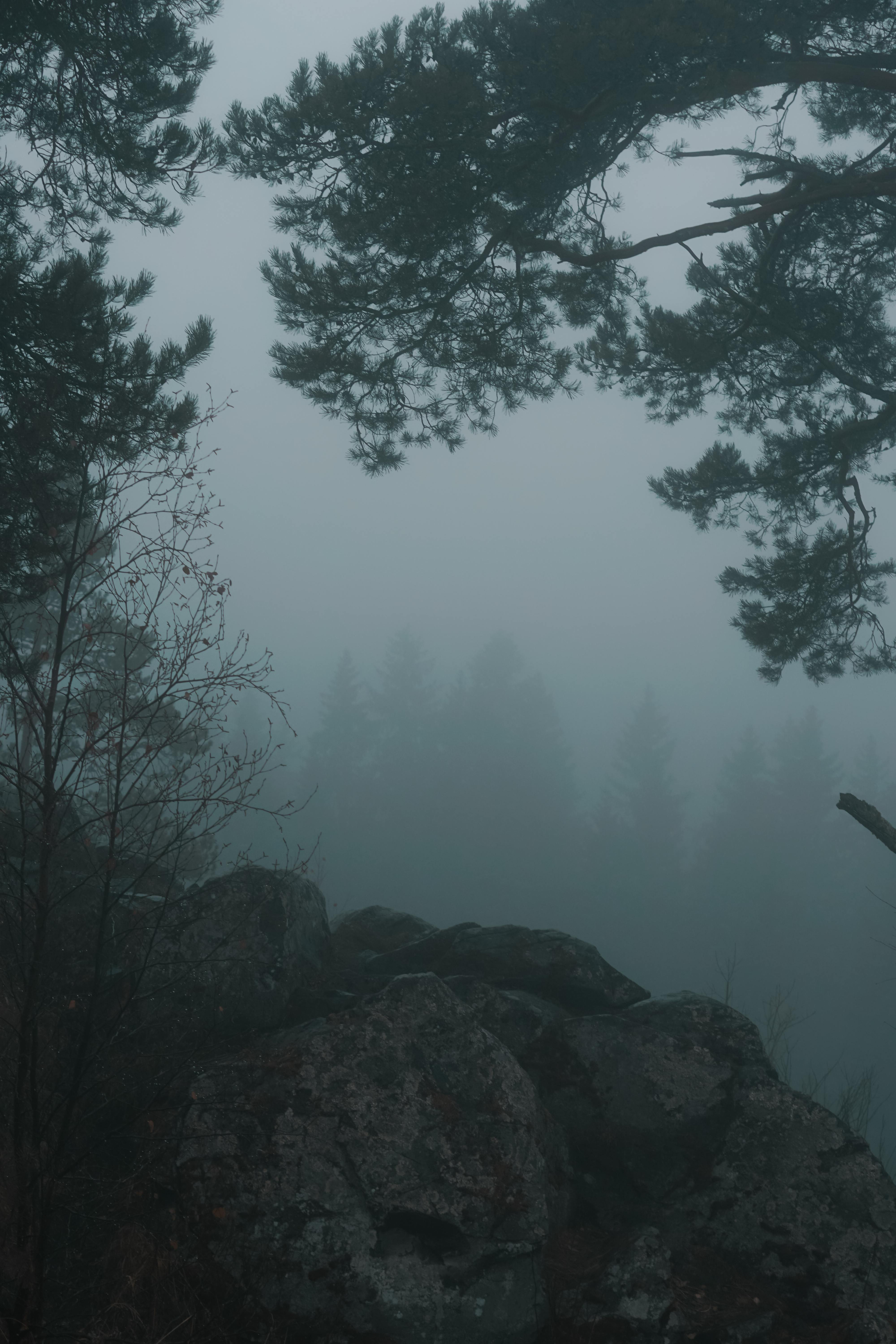 Scary View of Forest at Night · Free Stock Photo