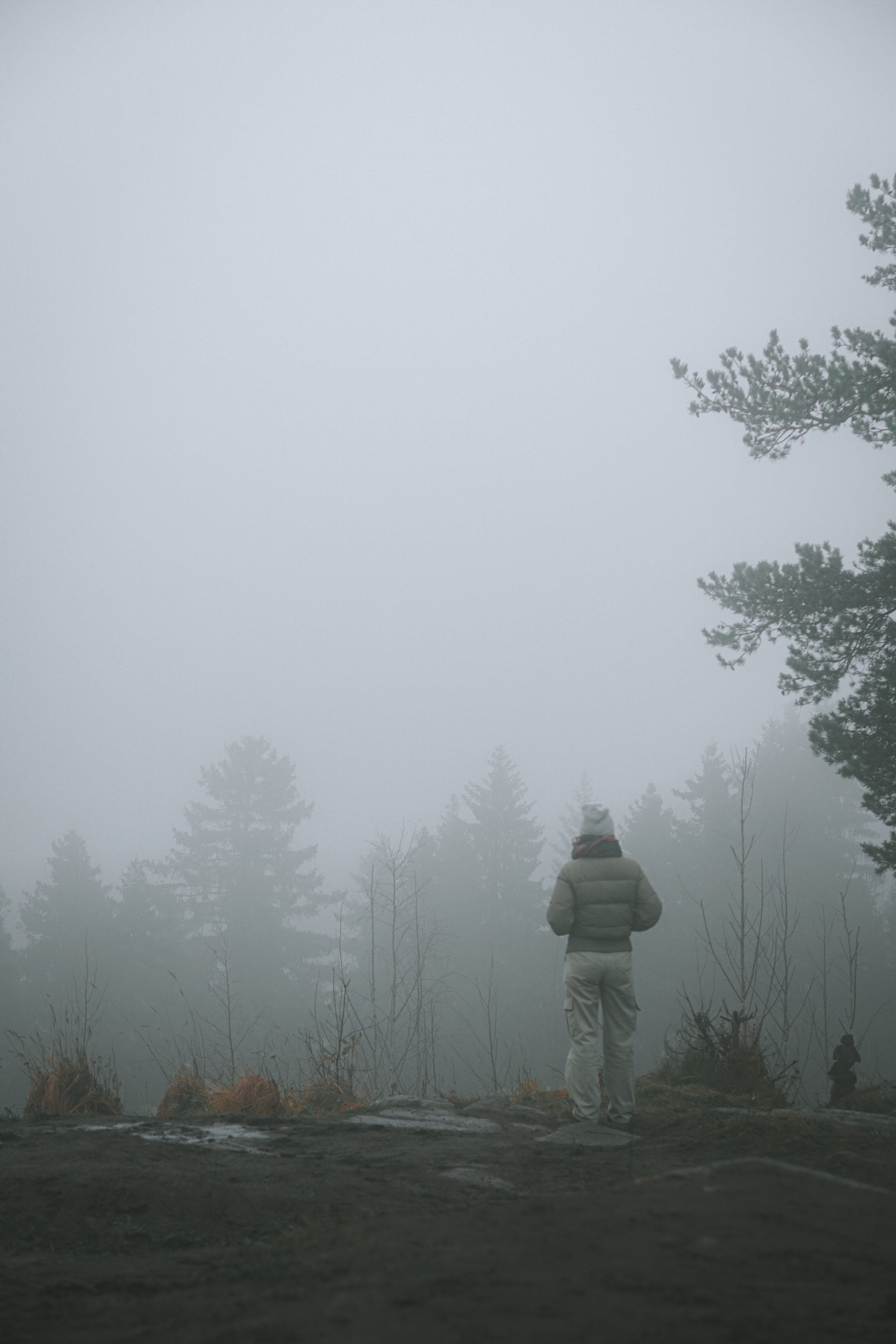 Fog over Person in Jacket in Forest · Free Stock Photo
