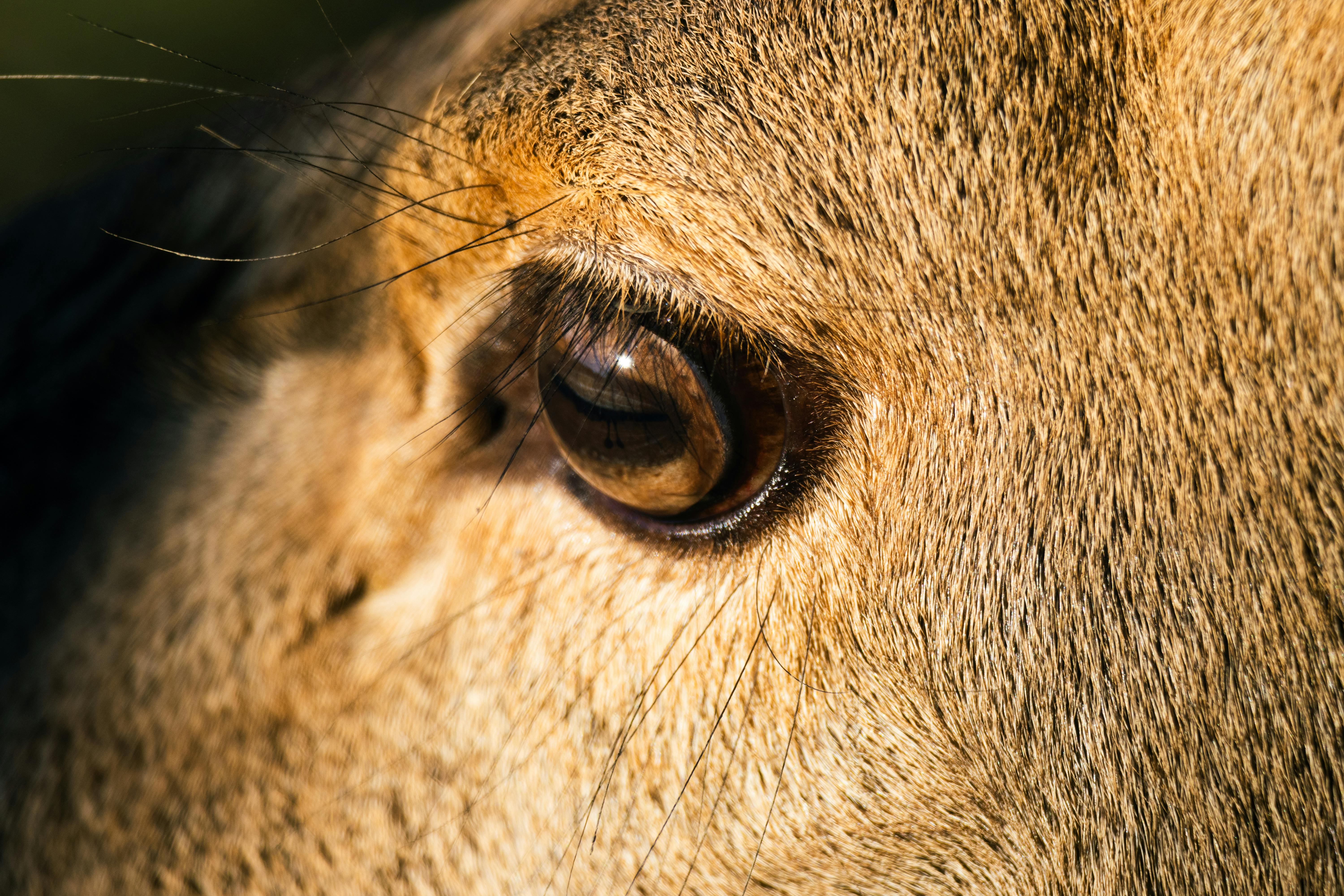 Lion Vision Photos, Download The BEST Free Lion Vision Stock Photos ...