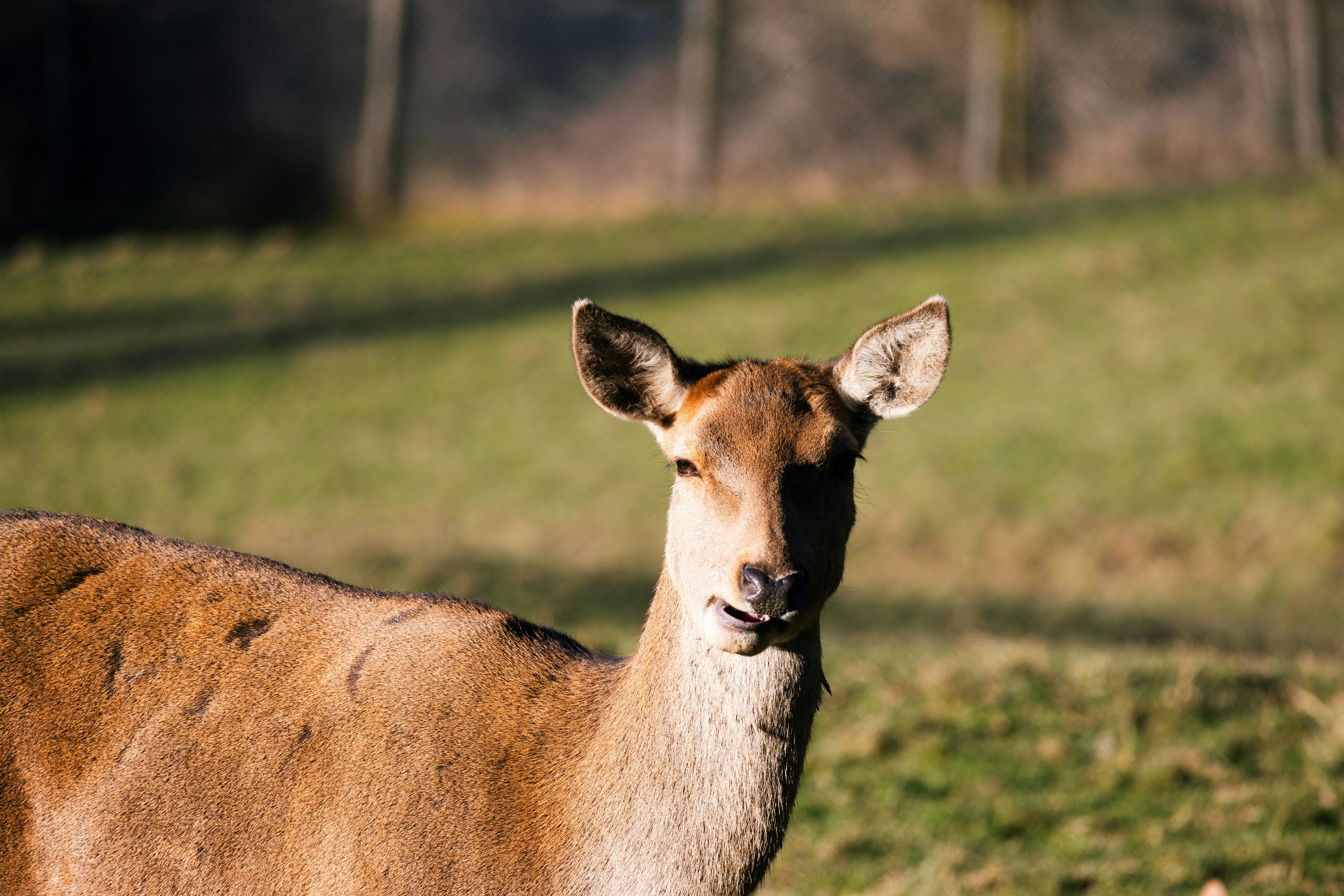 Close-up of a Chewing Deer · Free Stock Photo
