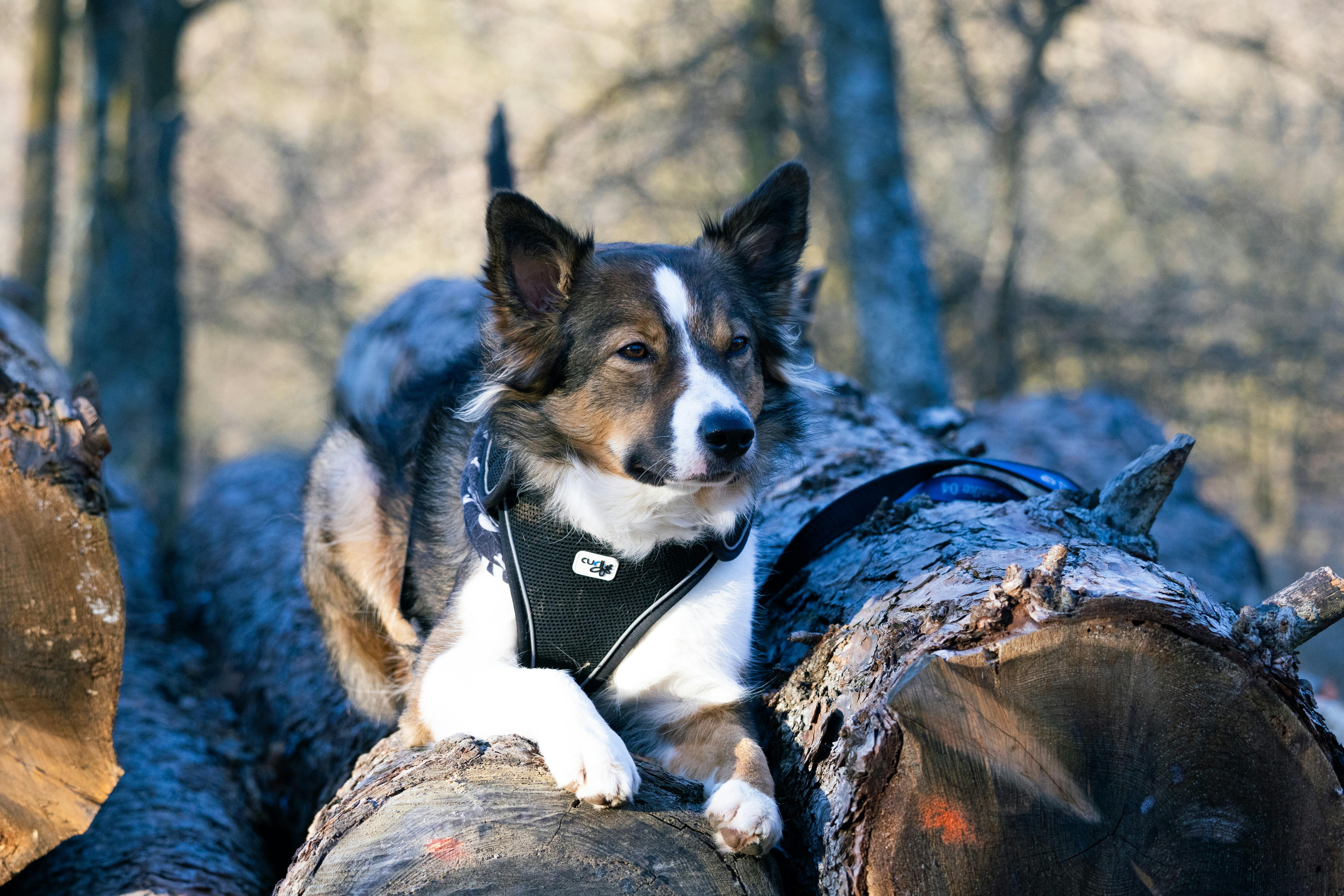 Dog Lying on a Stack of Logs in the Forest · Free Stock Photo