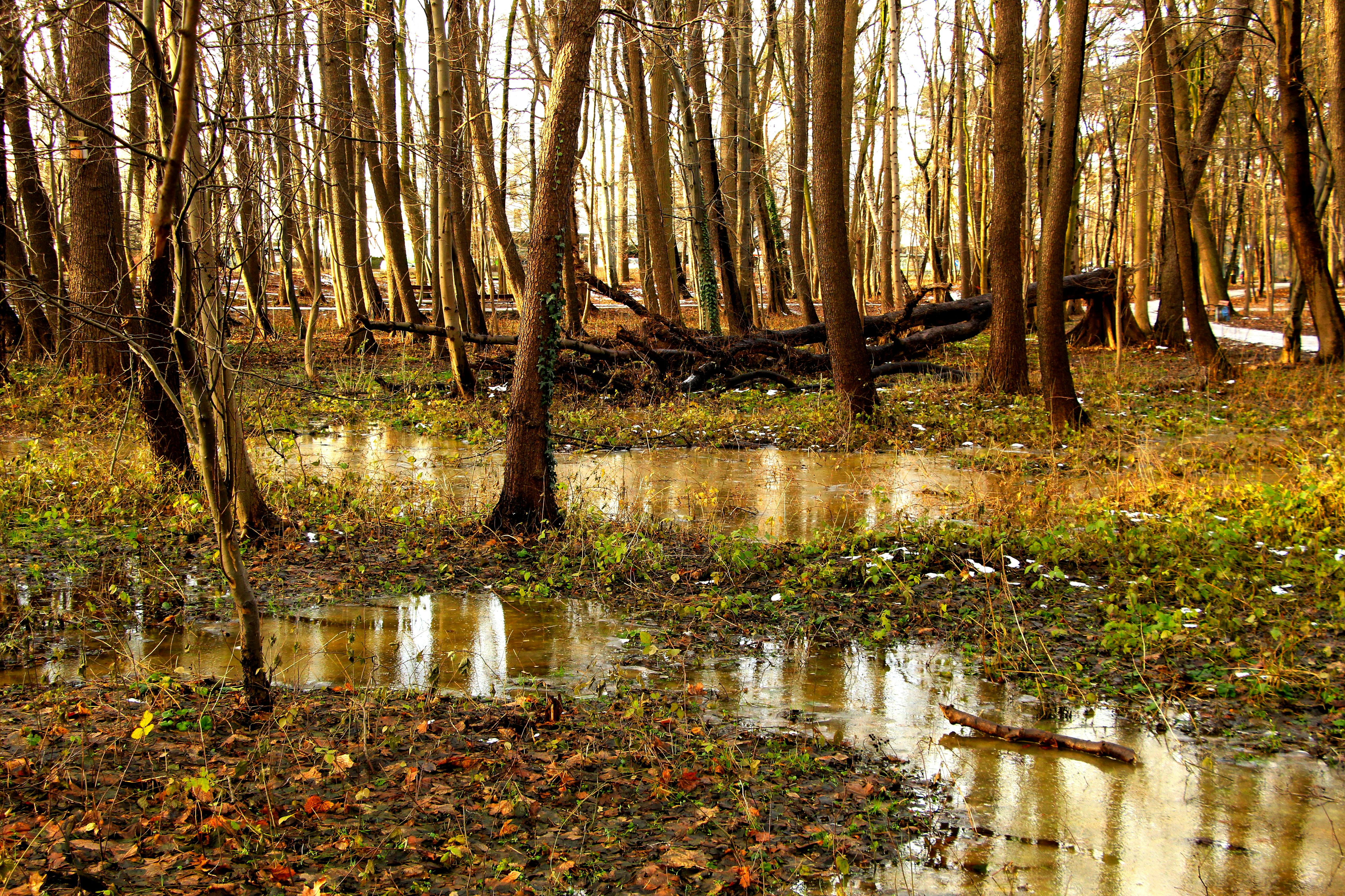 Green Forest With Swamp · Free Stock Photo