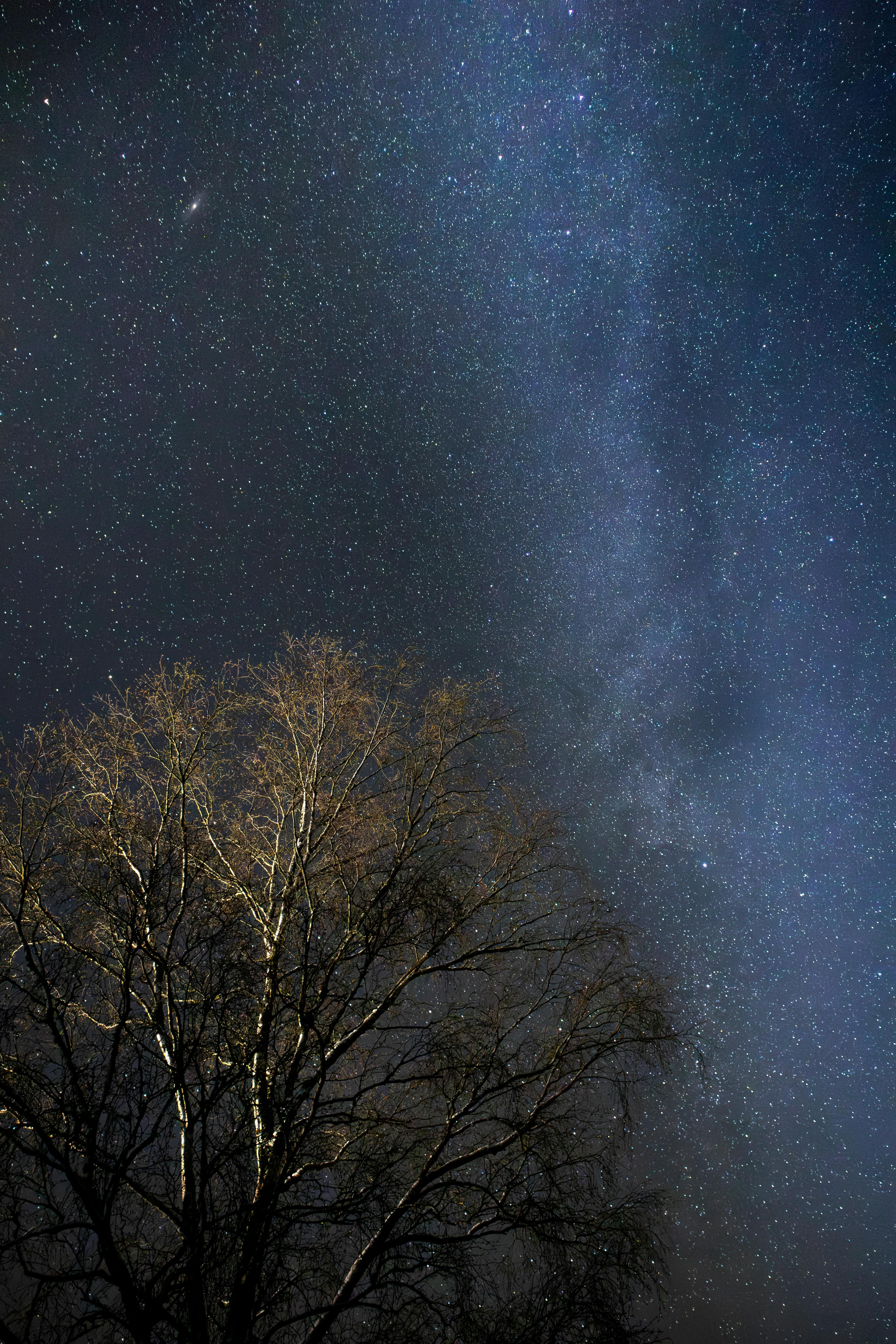 Beautiful Stars in Night Sky over Tree · Free Stock Photo