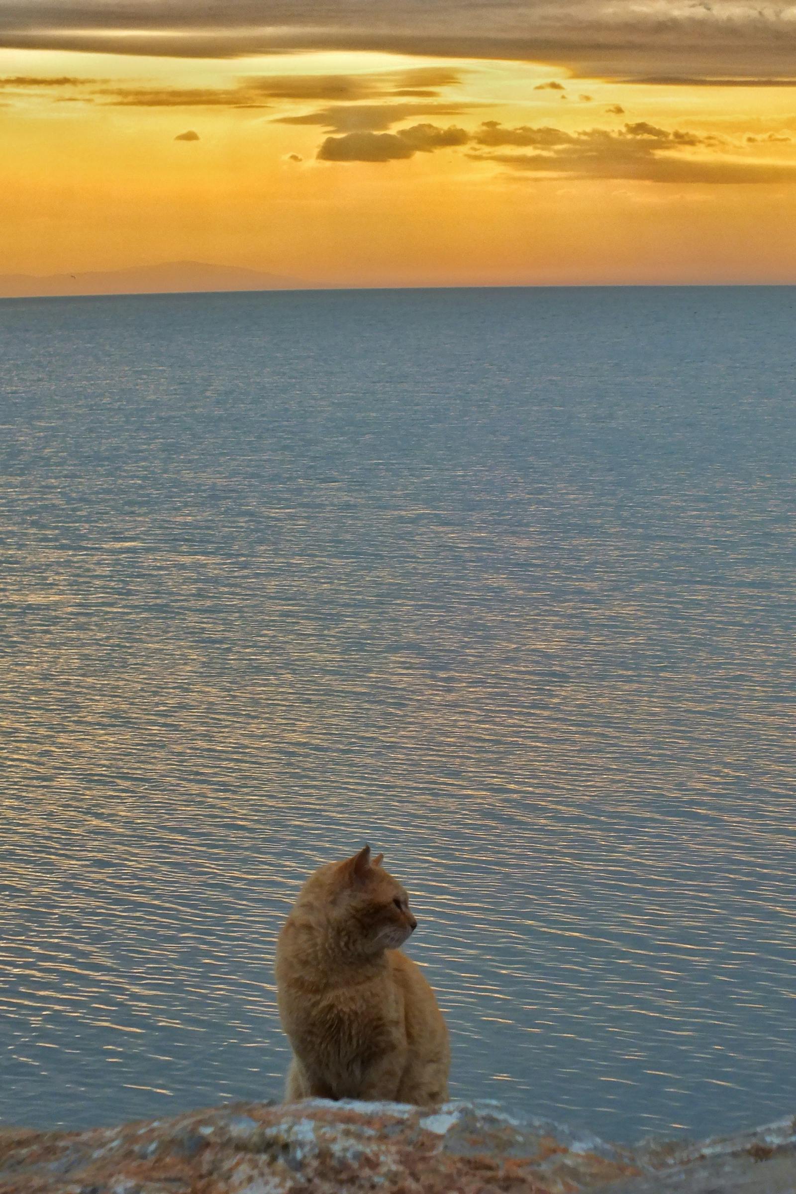 Cat And Sunset Wallpaper Photos, Download The BEST Free Cat And Sunset ...