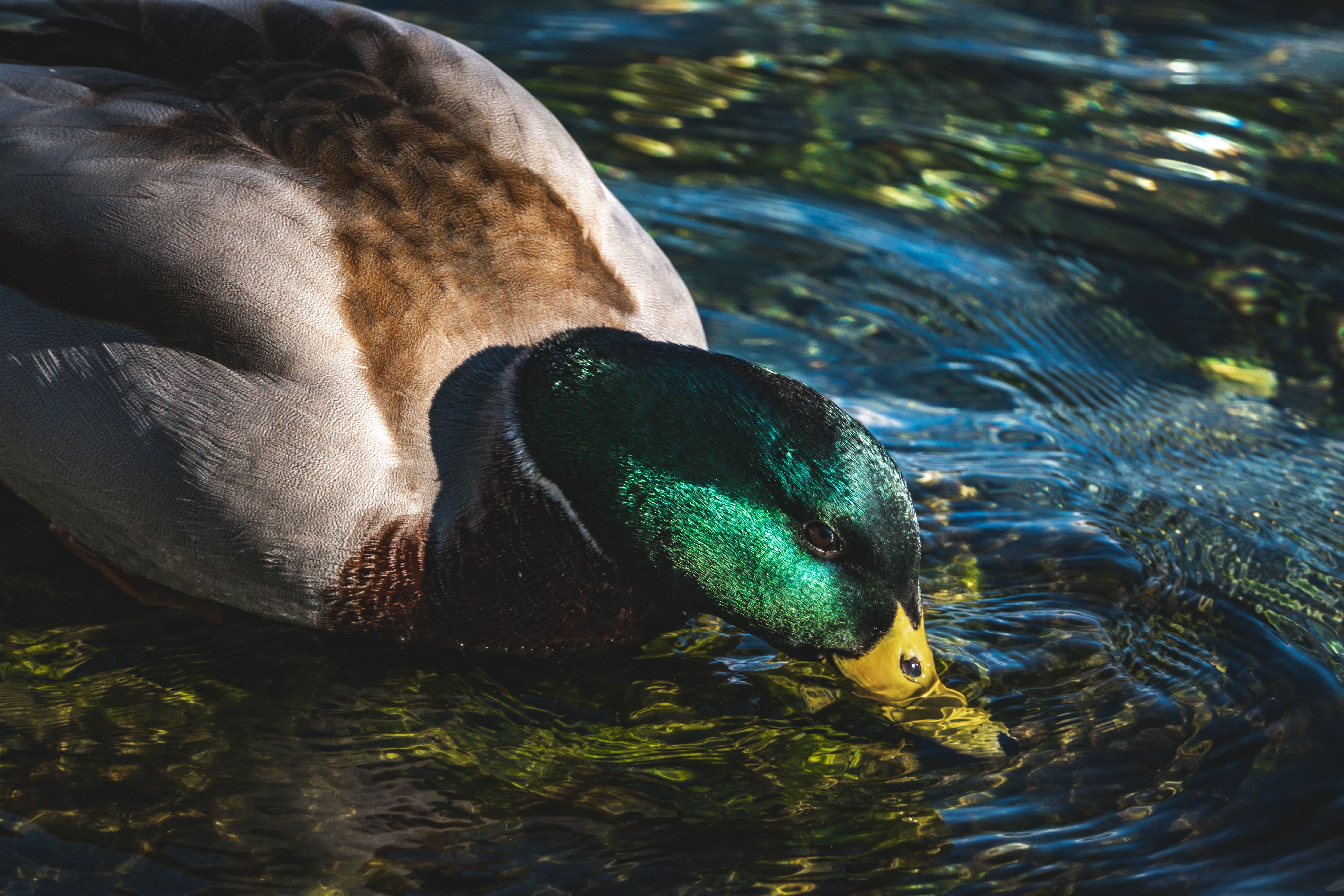 Photo gratuite de anas platyrhynchos, animal, animal sauvage, aquatique ...