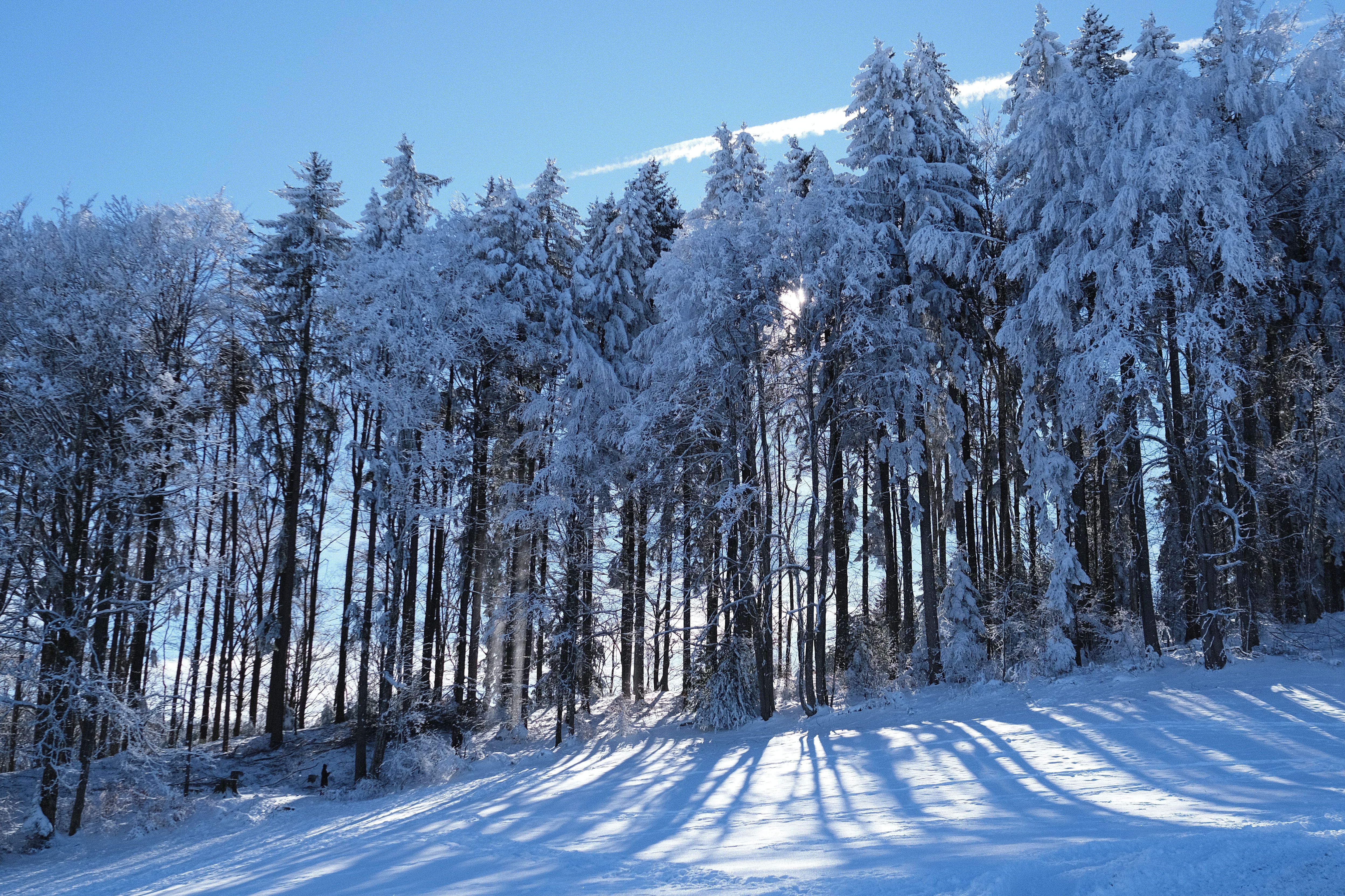Snowy Conifers on Hillside · Free Stock Photo