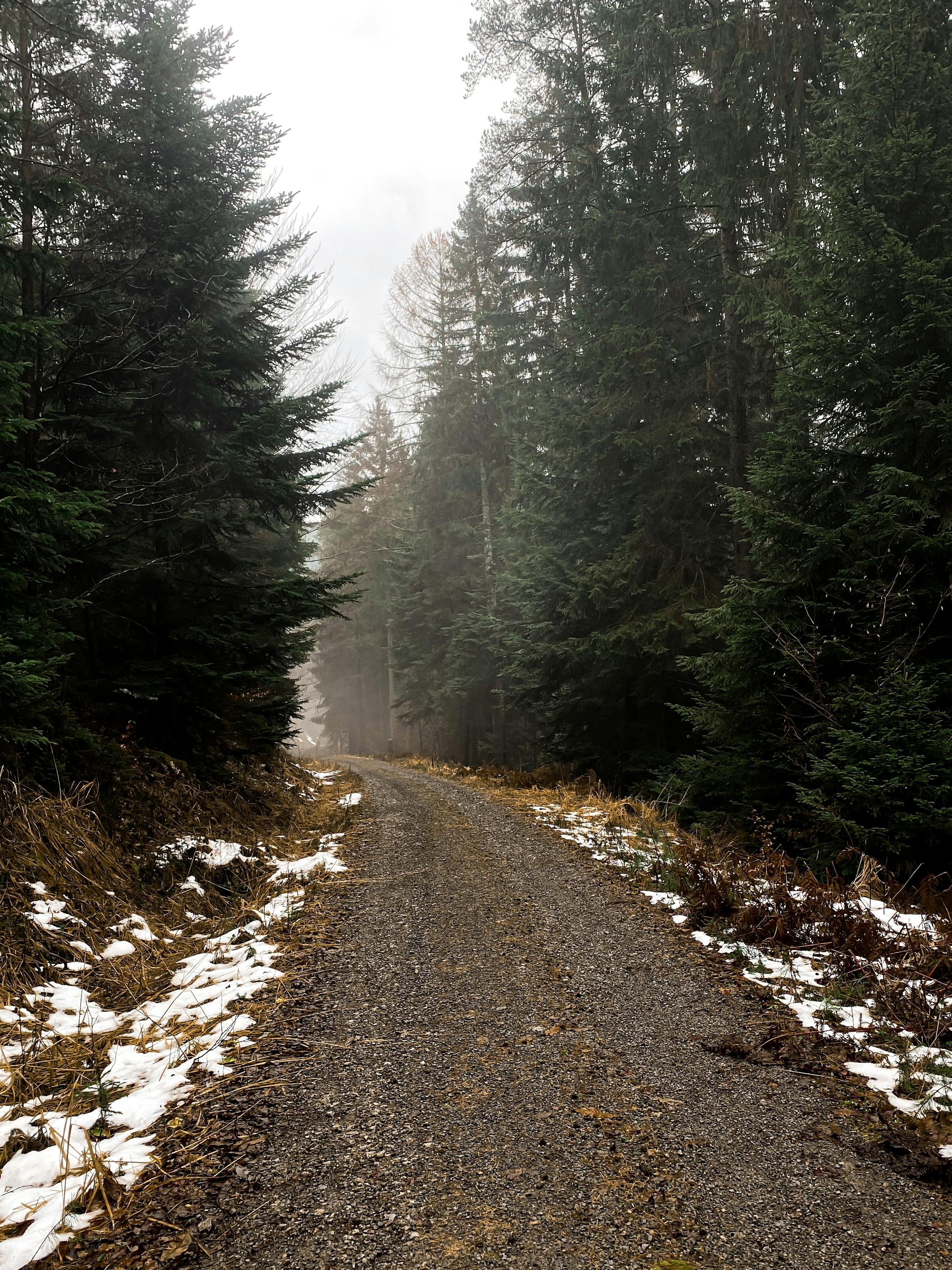Country Road in a Forest on a Foggy, Winter Day · Free Stock Photo