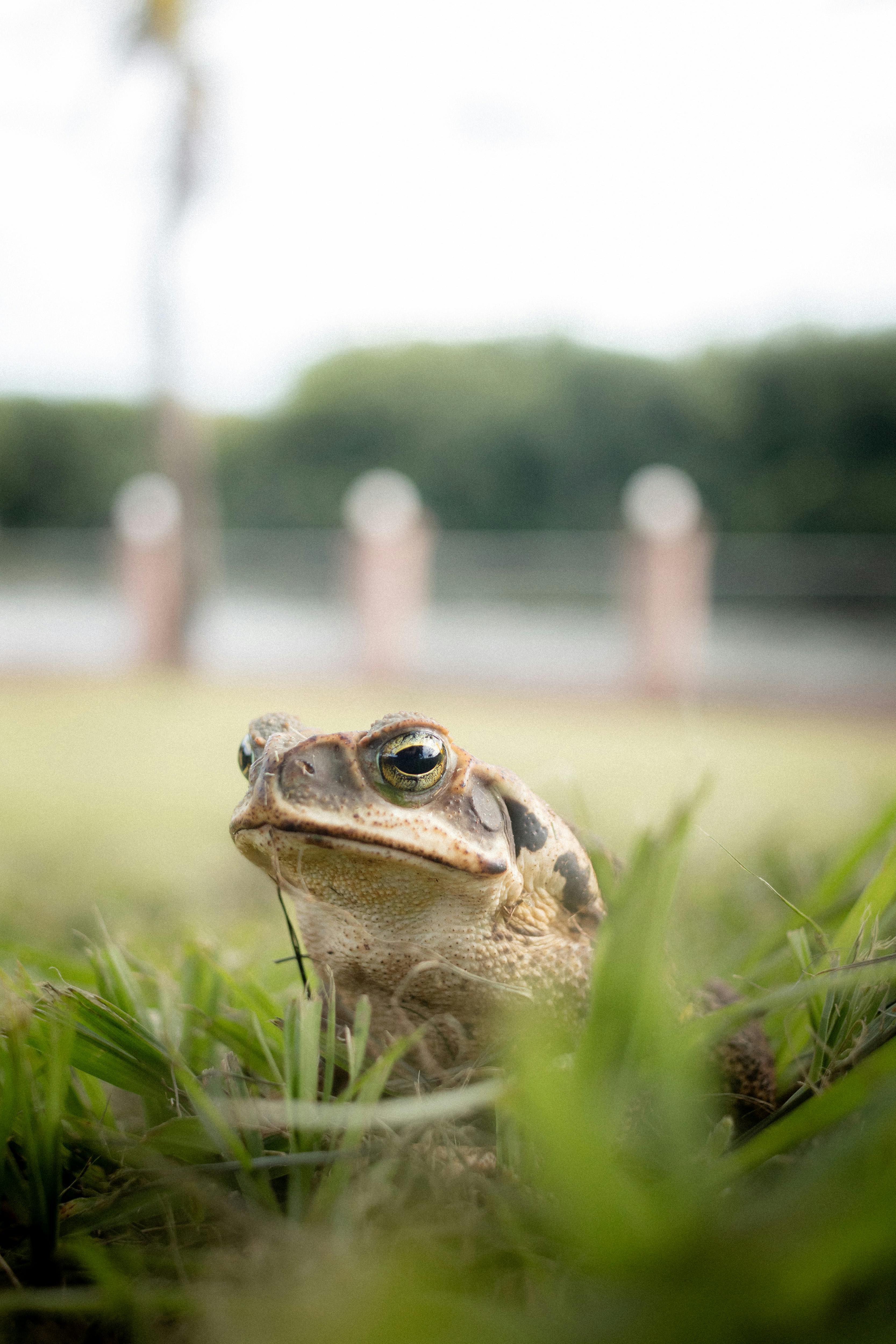 Frog on Grass · Free Stock Photo