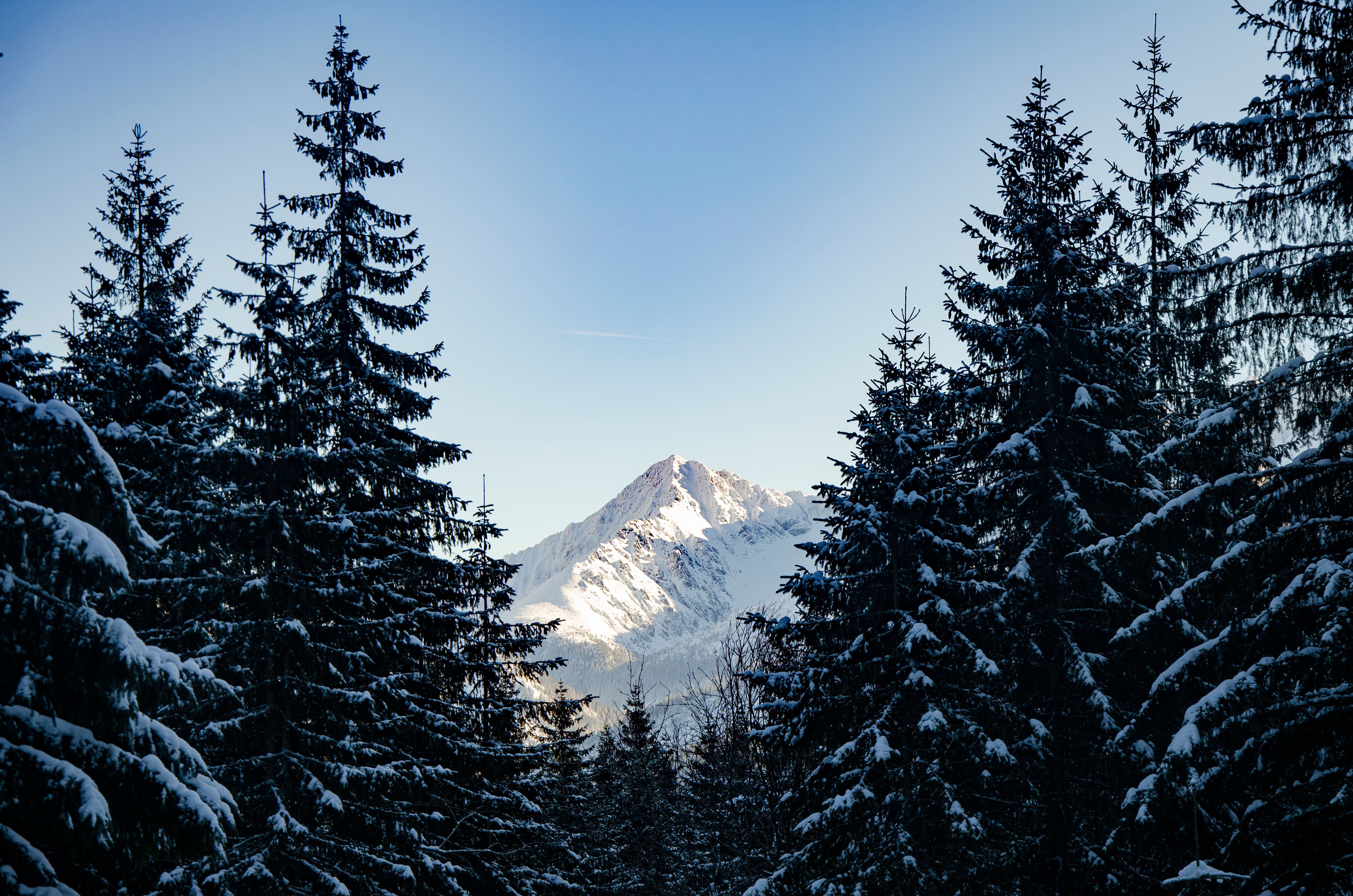 Evergreen Trees in Snow · Free Stock Photo