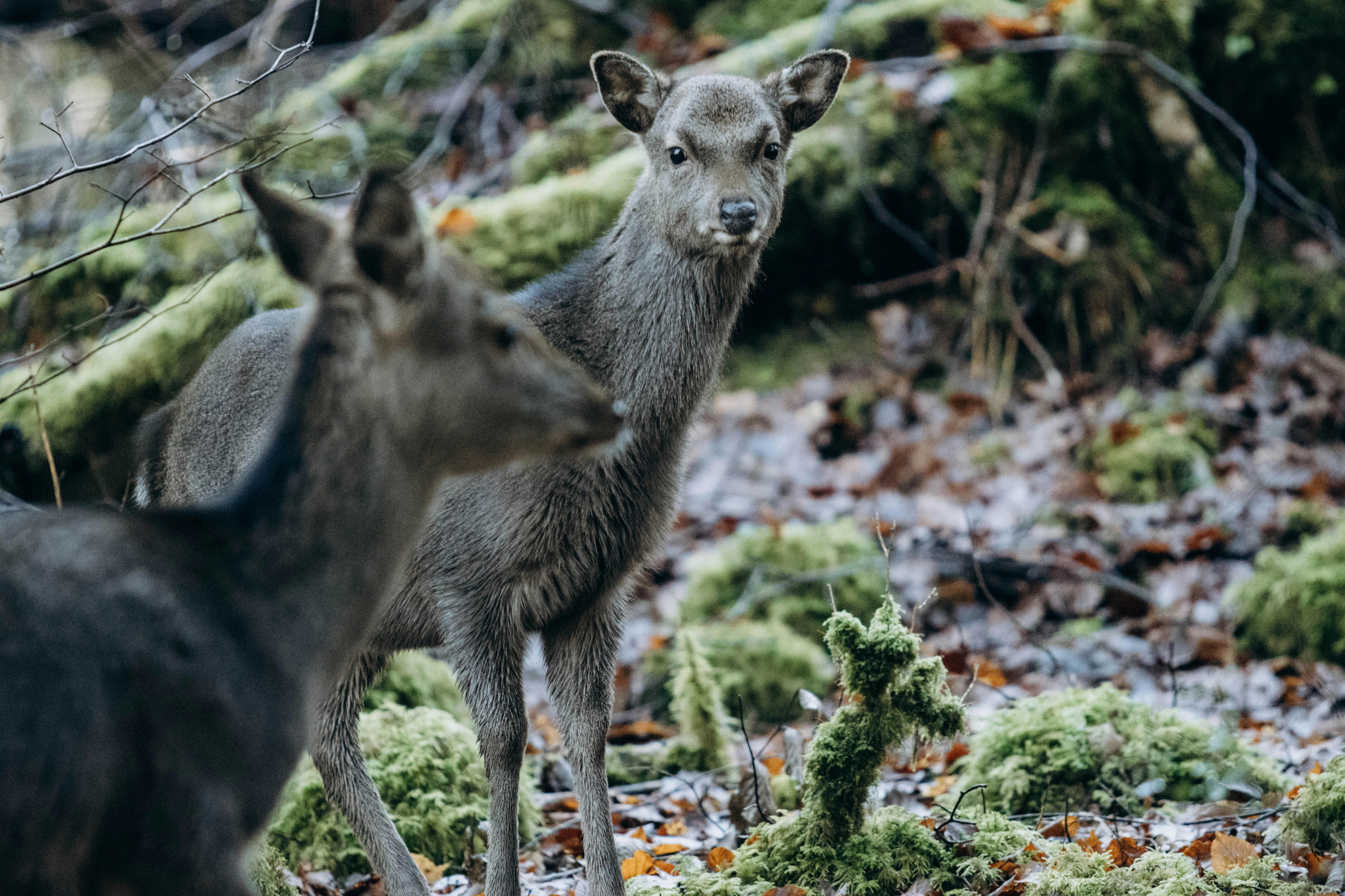 Deer Fawns in Forest · Free Stock Photo