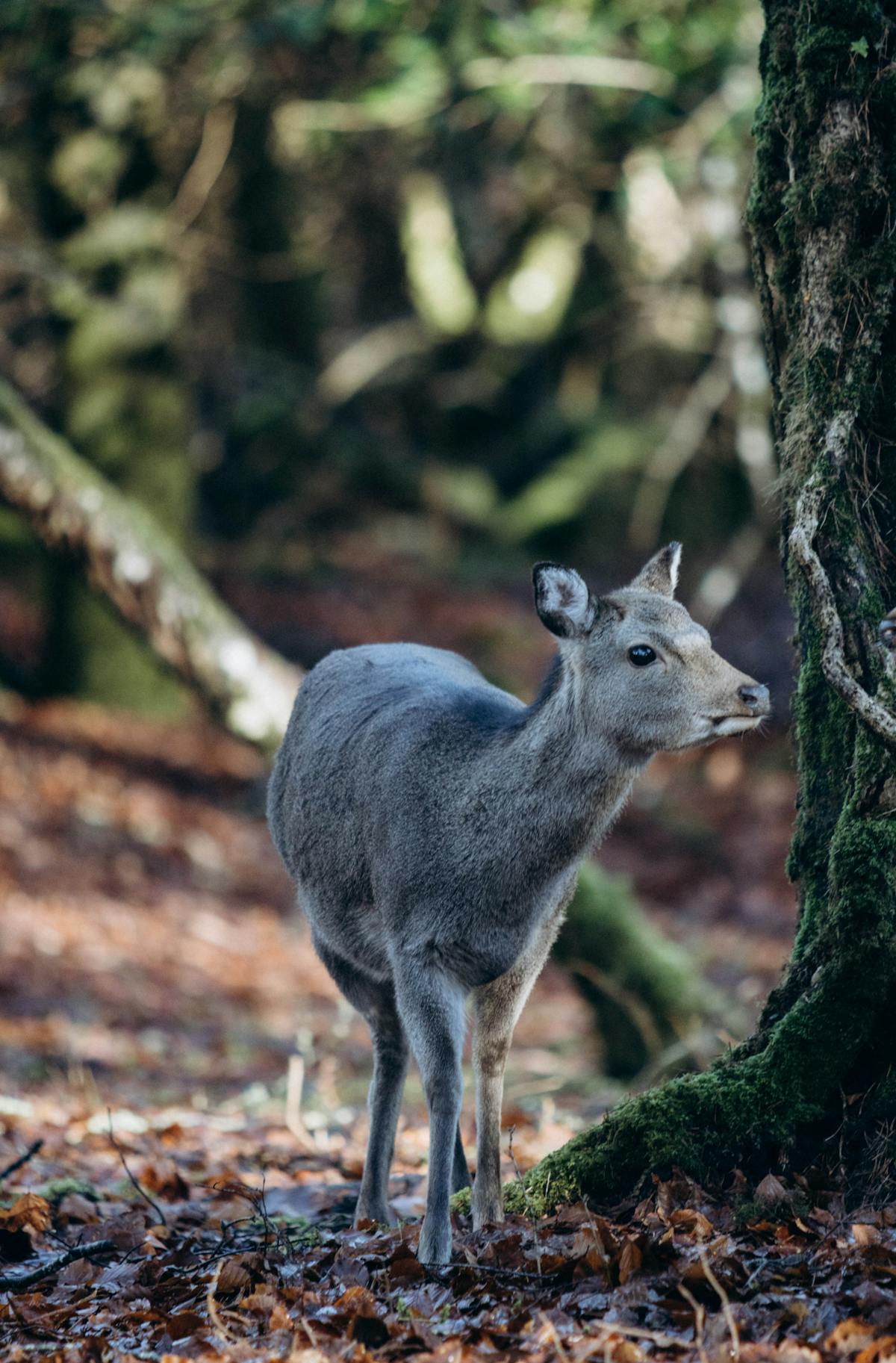4k Deer Photos, Download The BEST Free 4k Deer Stock Photos & HD Images