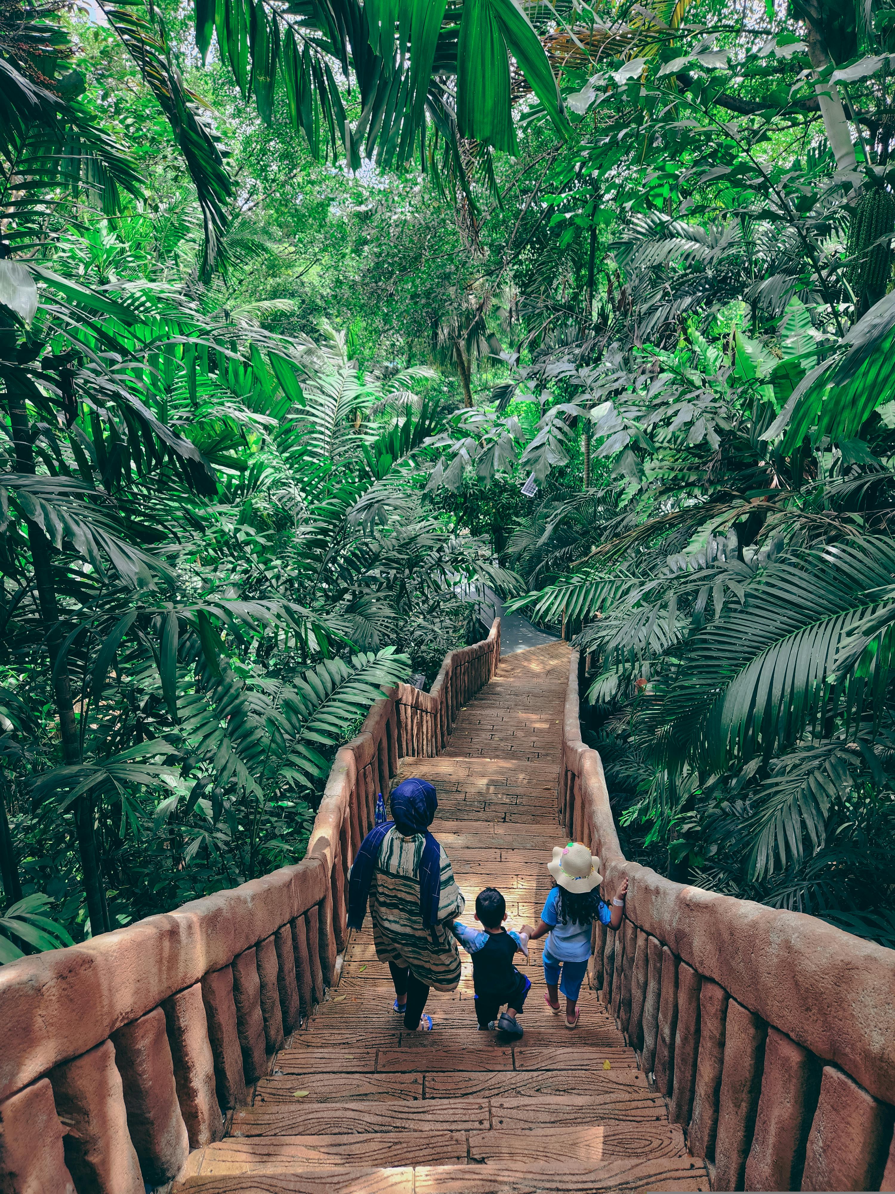Jungle Trails Photos, Download The BEST Free Jungle Trails Stock Photos ...