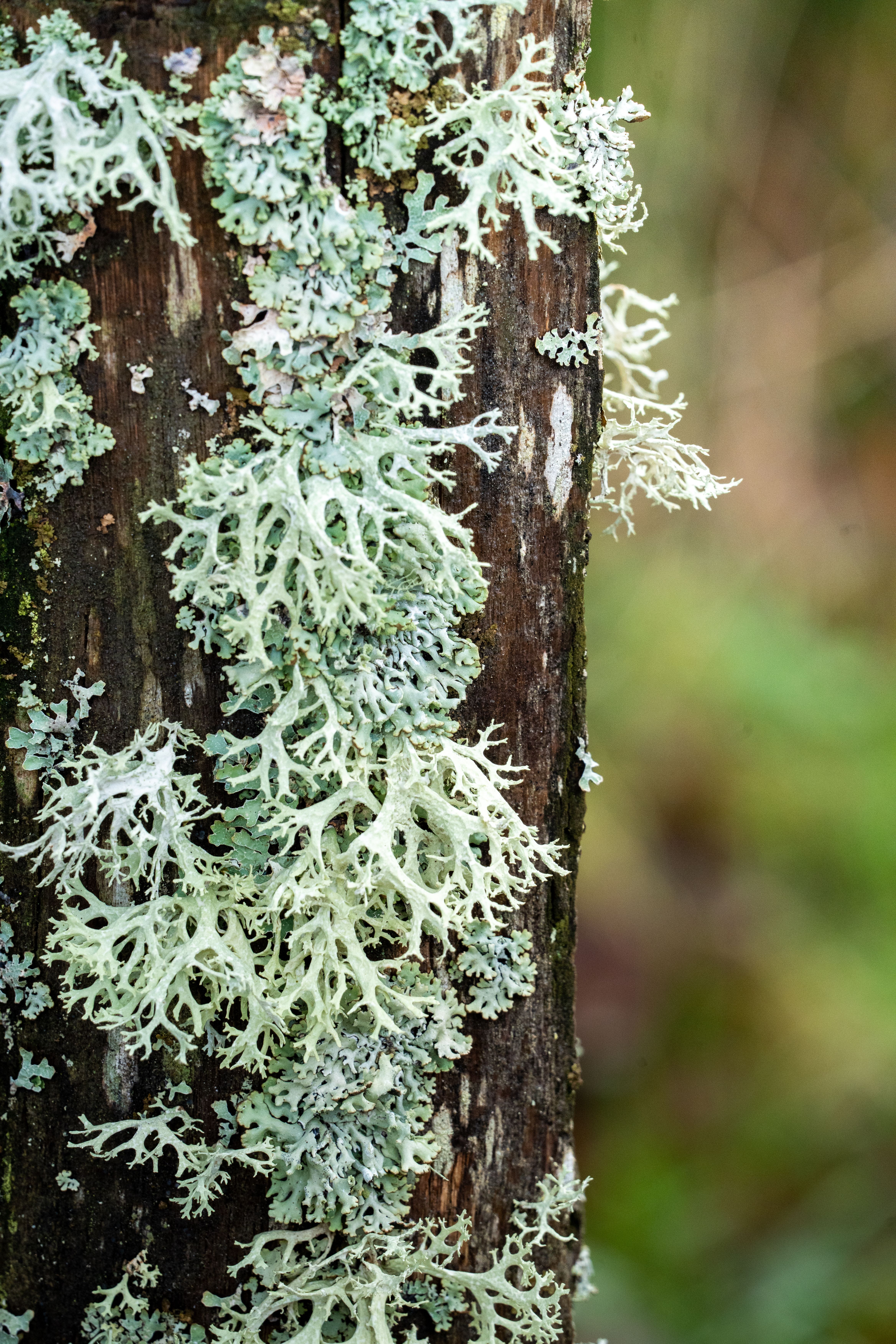 Lichen on a Tree · Free Stock Photo