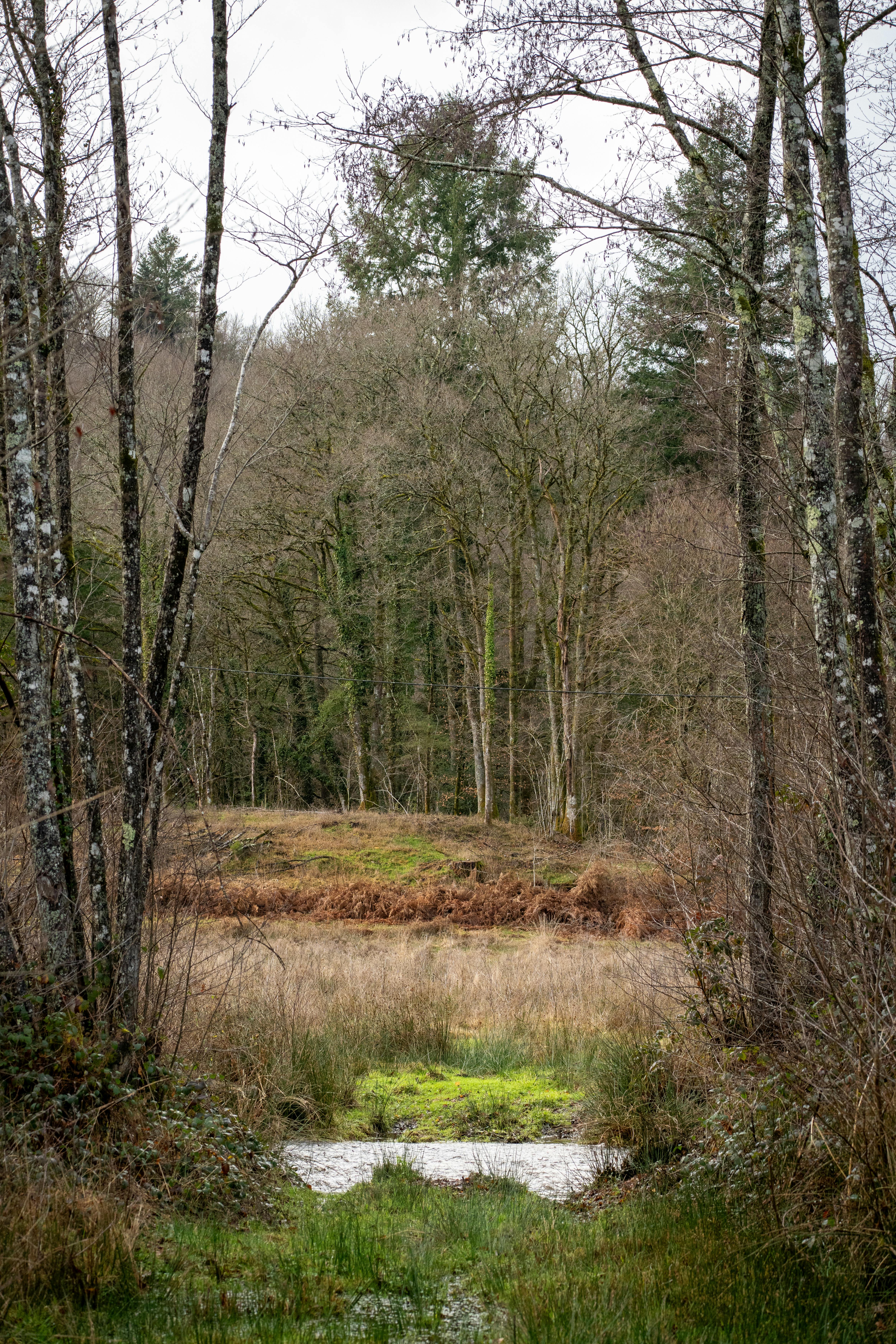 A Glade in a Forest · Free Stock Photo