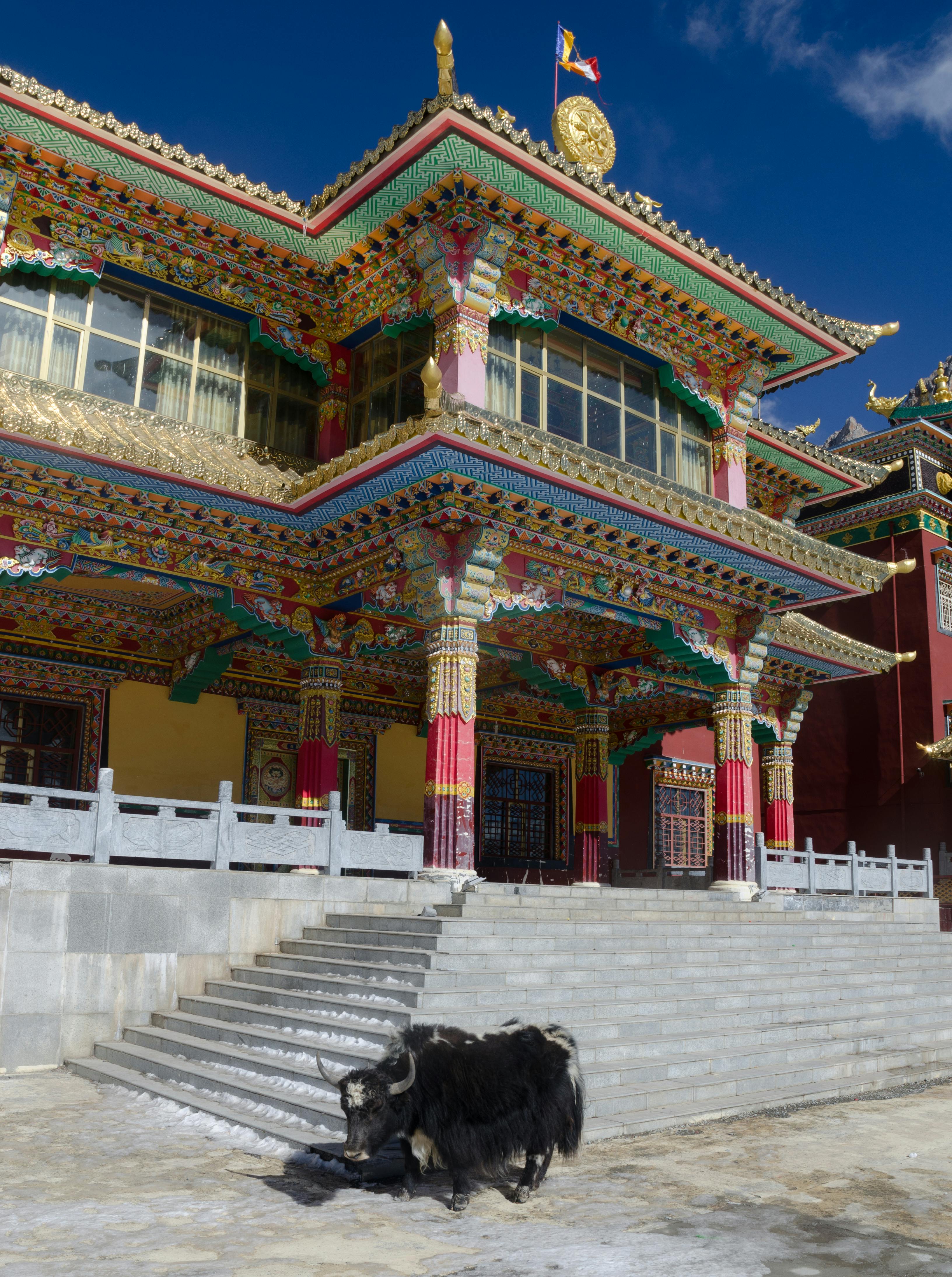 A Yak Standing near a Temple · Free Stock Photo