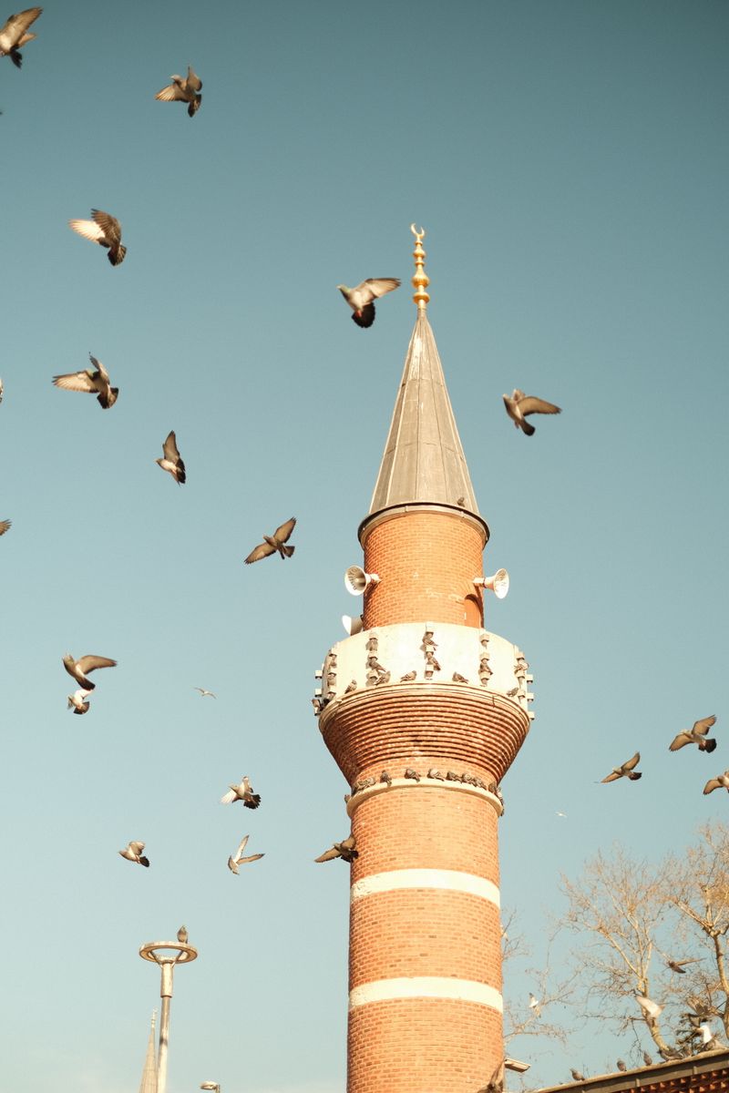 Birds Above Mosque Photos, Download The BEST Free Birds Above Mosque ...