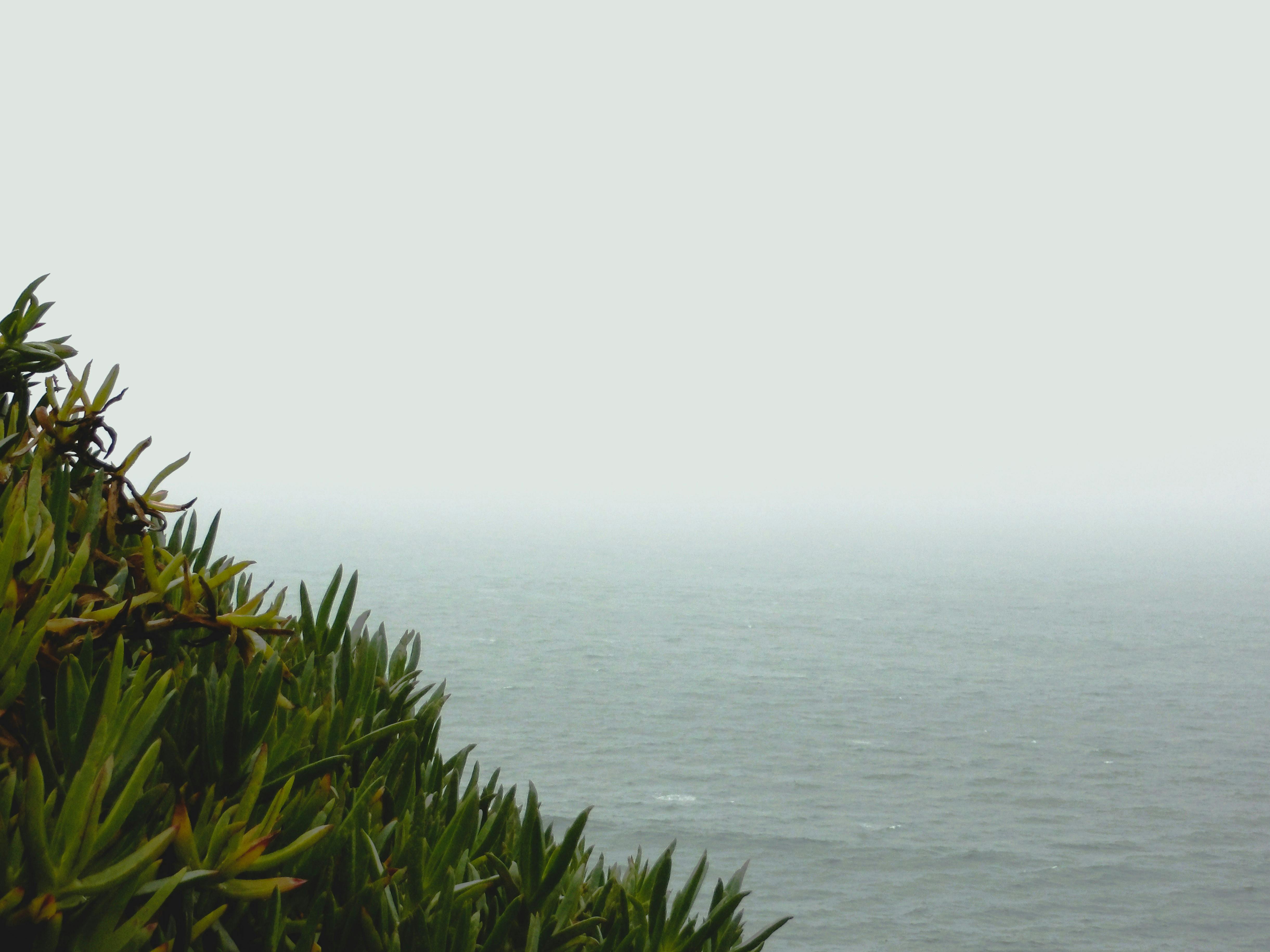 Fog over Sea Shore · Free Stock Photo