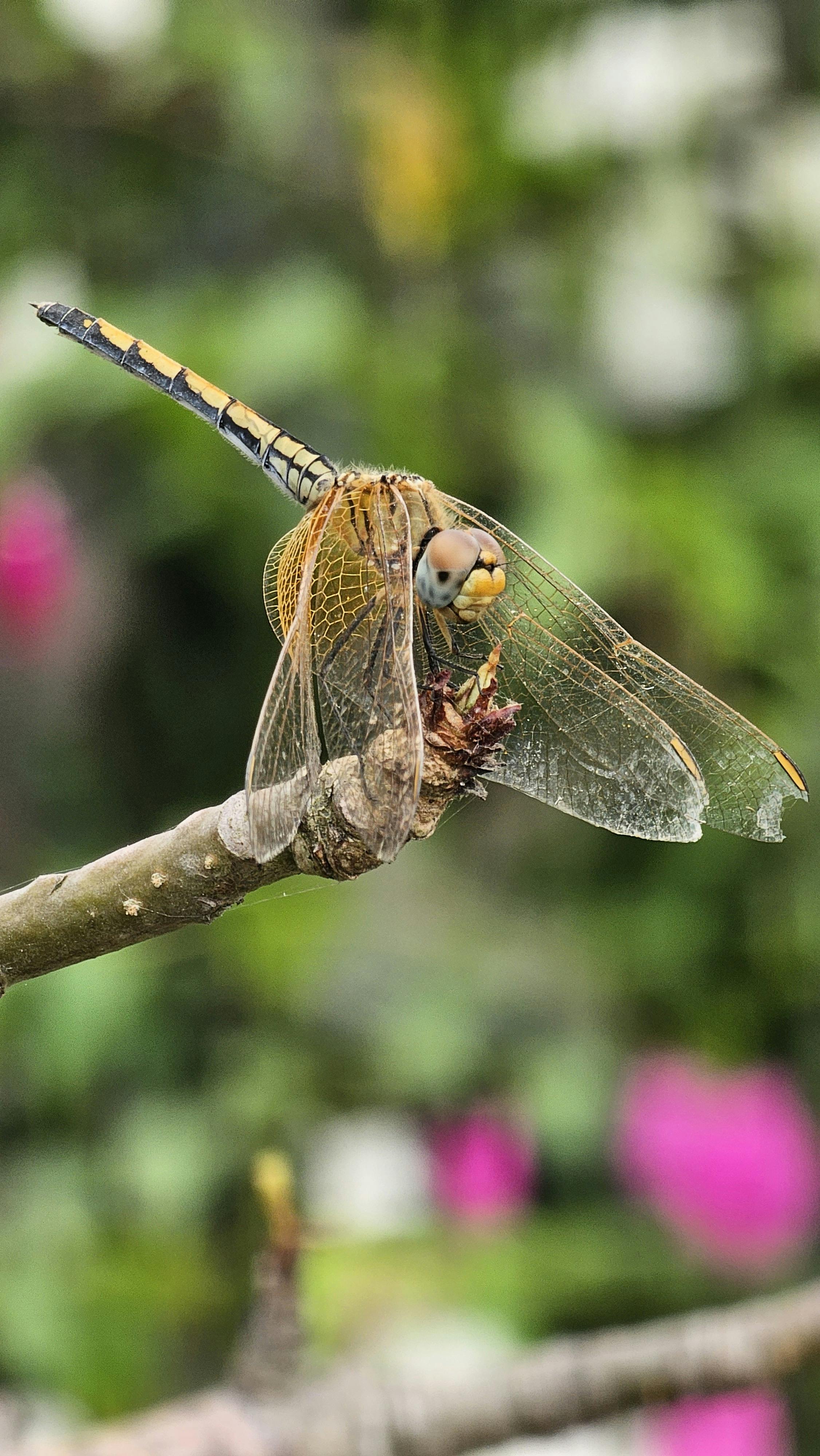 Dragonfly Perching on Branch · Free Stock Photo