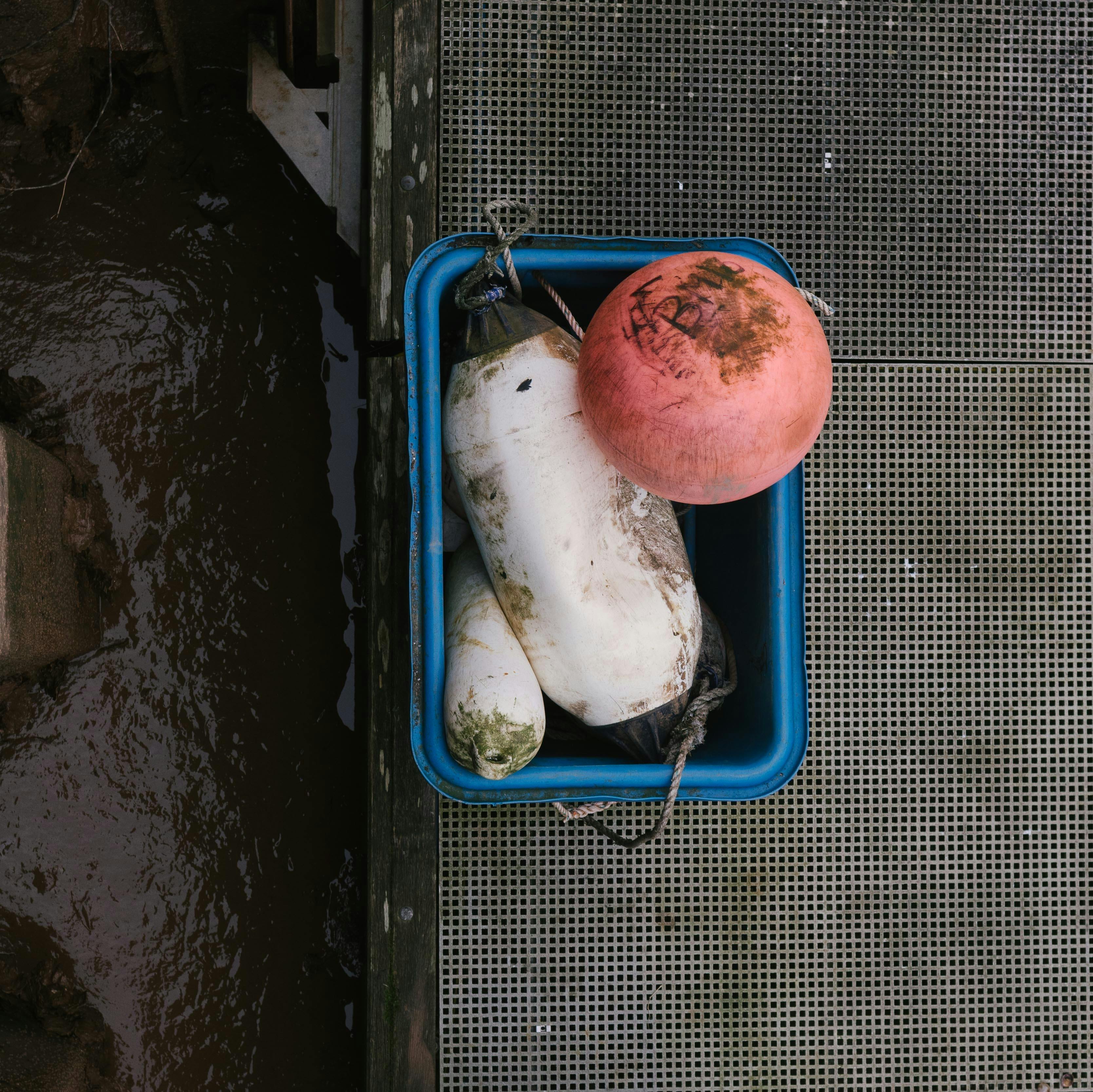 Turnips in Blue Box · Free Stock Photo