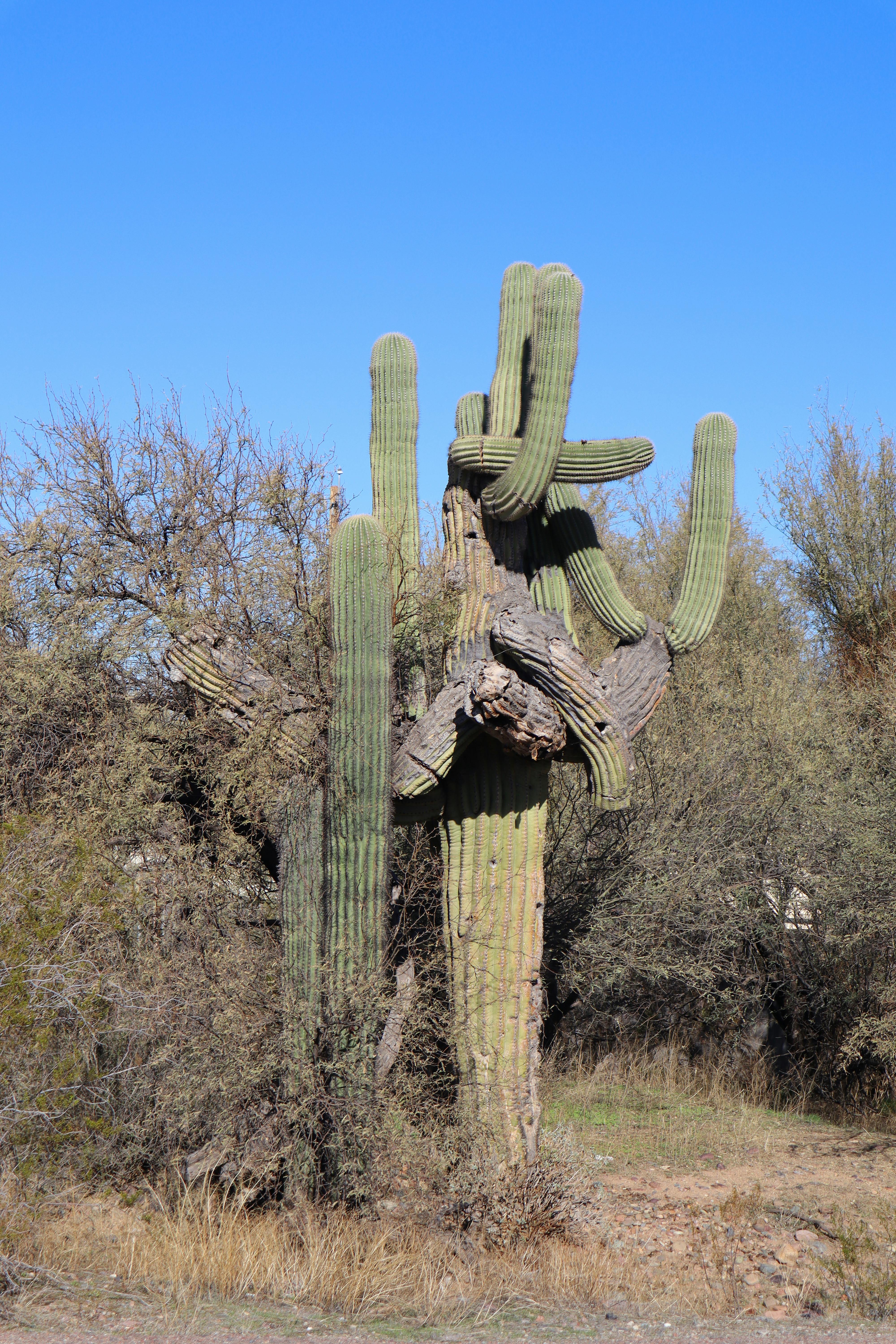 Foto de stock gratuita sobre arboles, cactus, paisaje, planta, prado ...