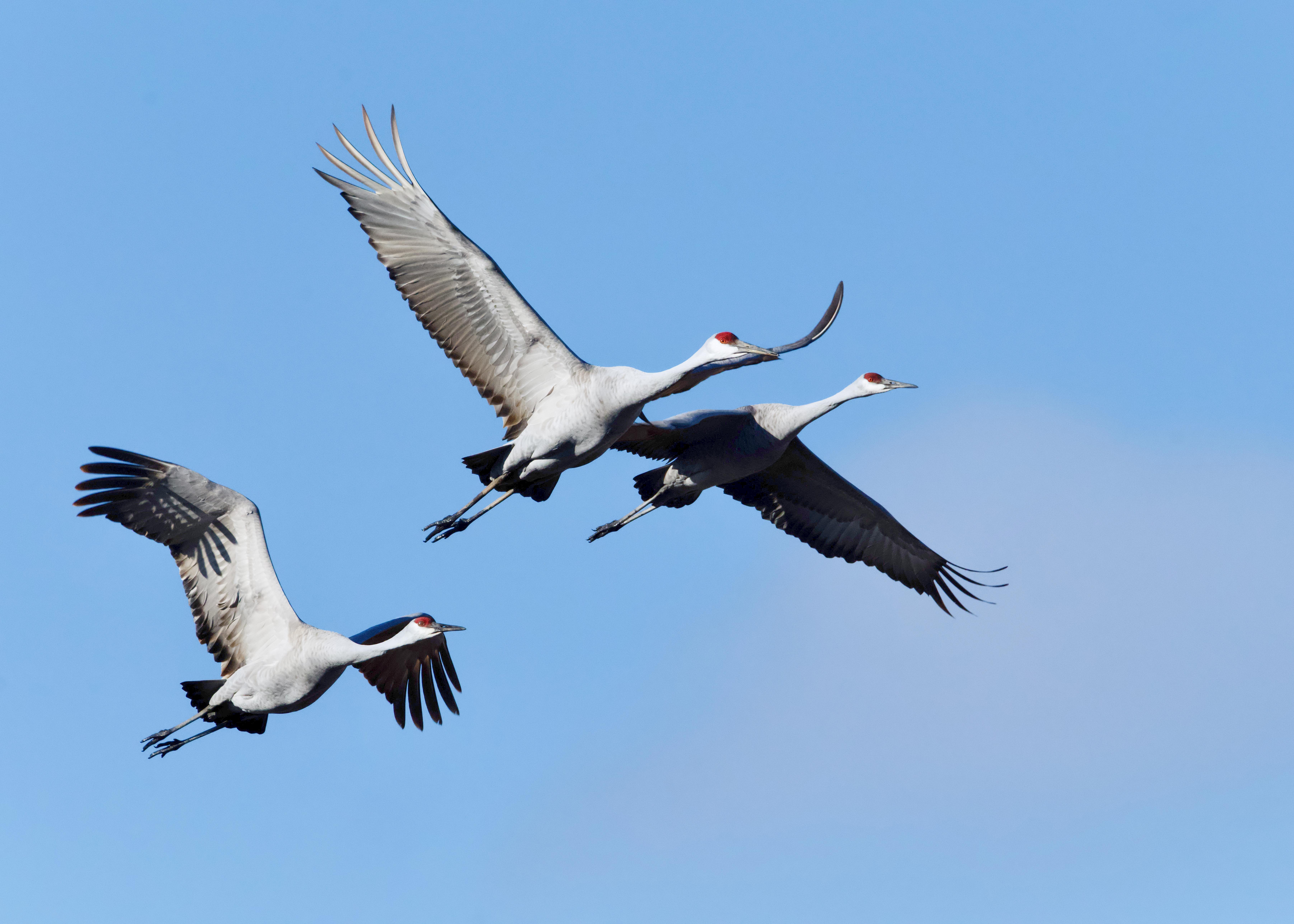 Three Cranes Flying · Free Stock Photo