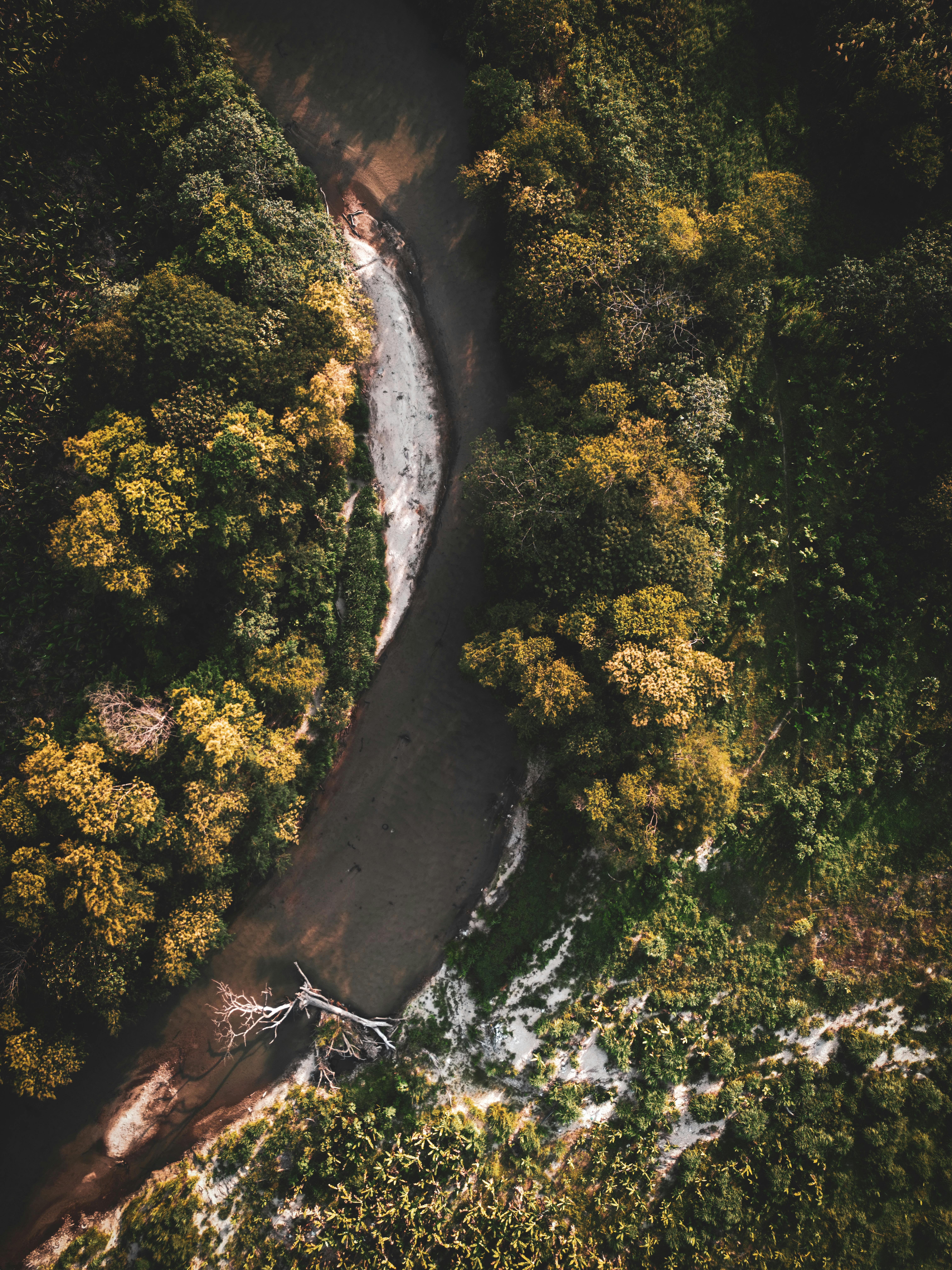 Stream in a Forest Seen From Above · Free Stock Photo