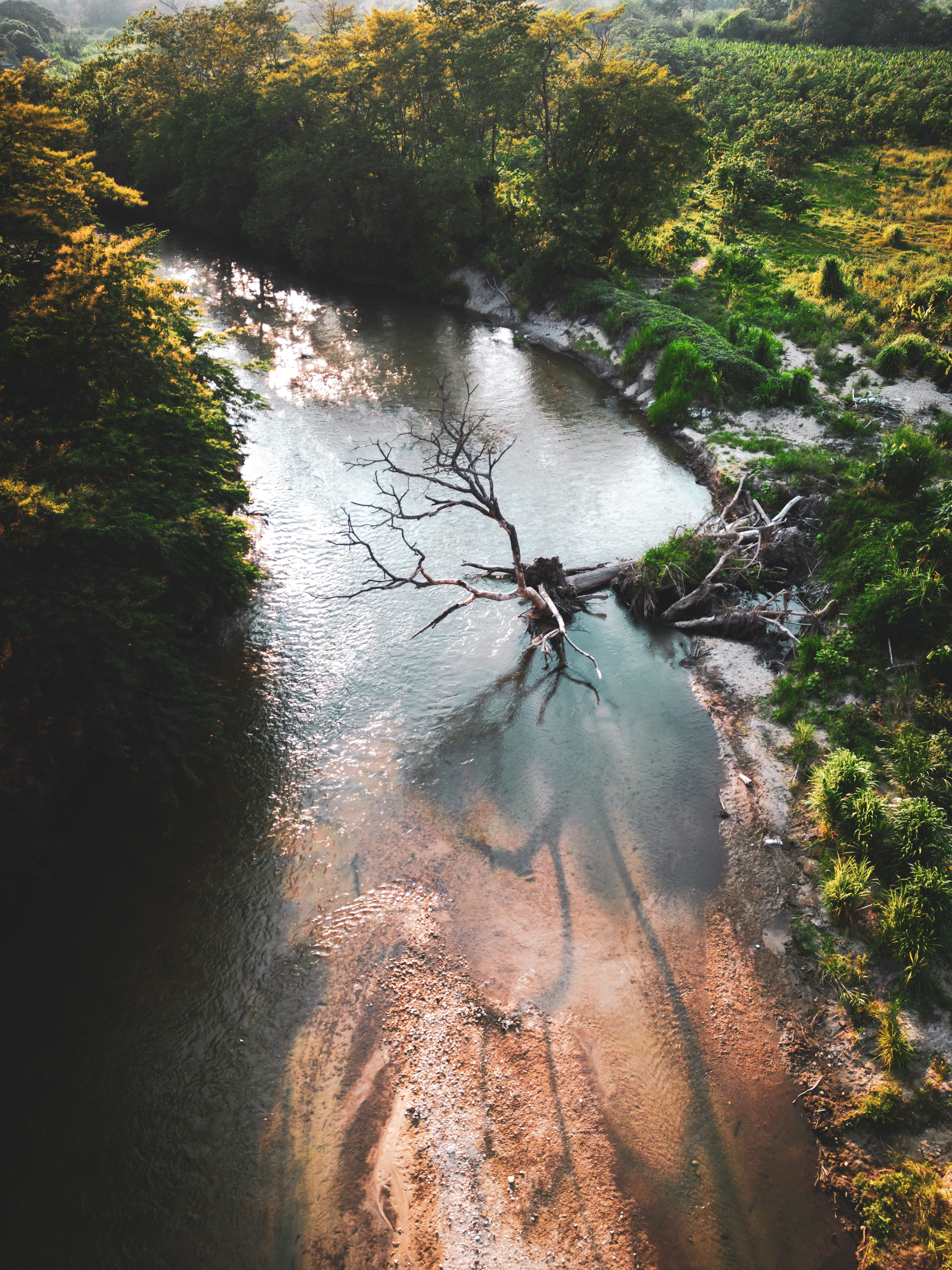 Stream in a Forest Seen From Above · Free Stock Photo