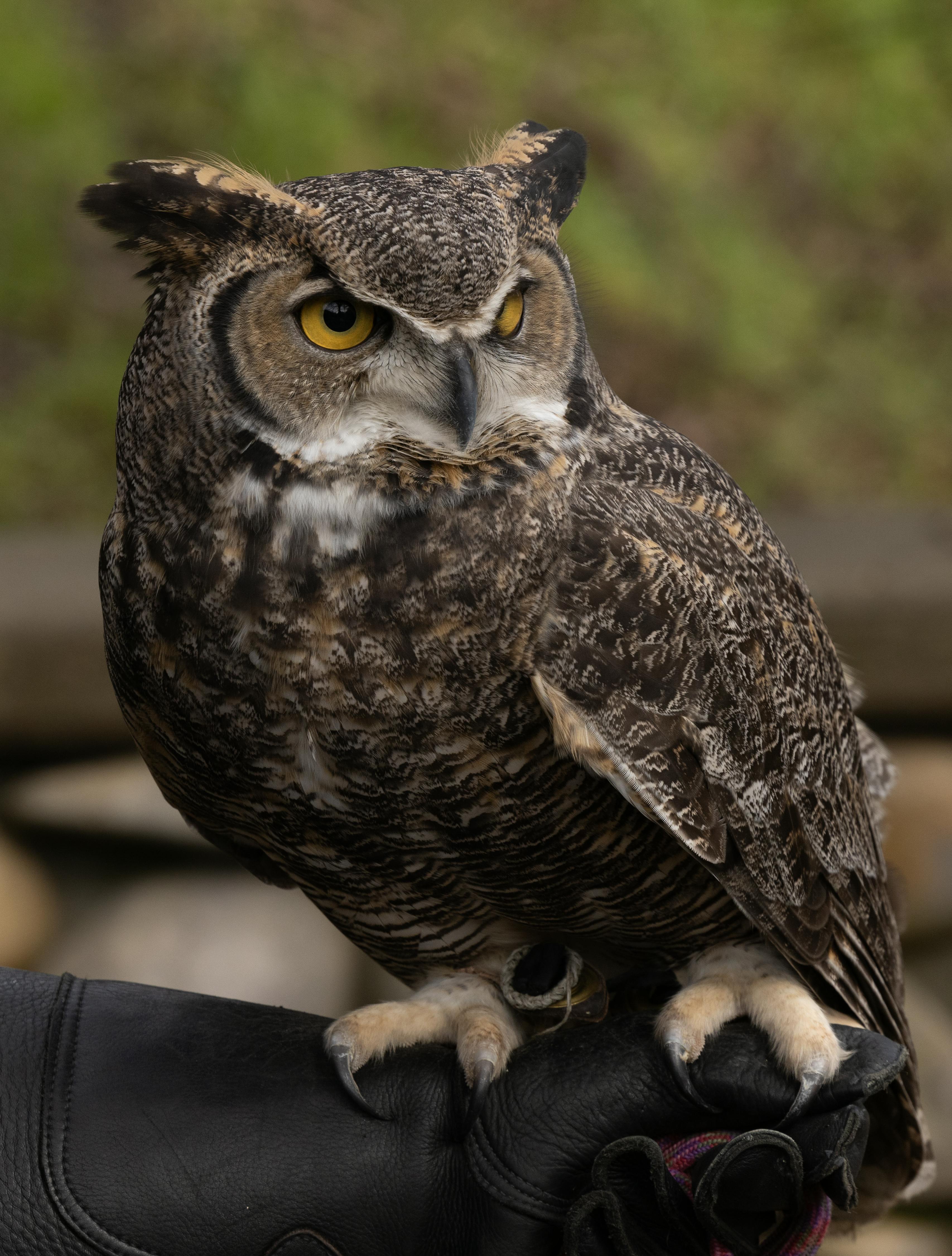 Great Horned Owl · Free Stock Photo