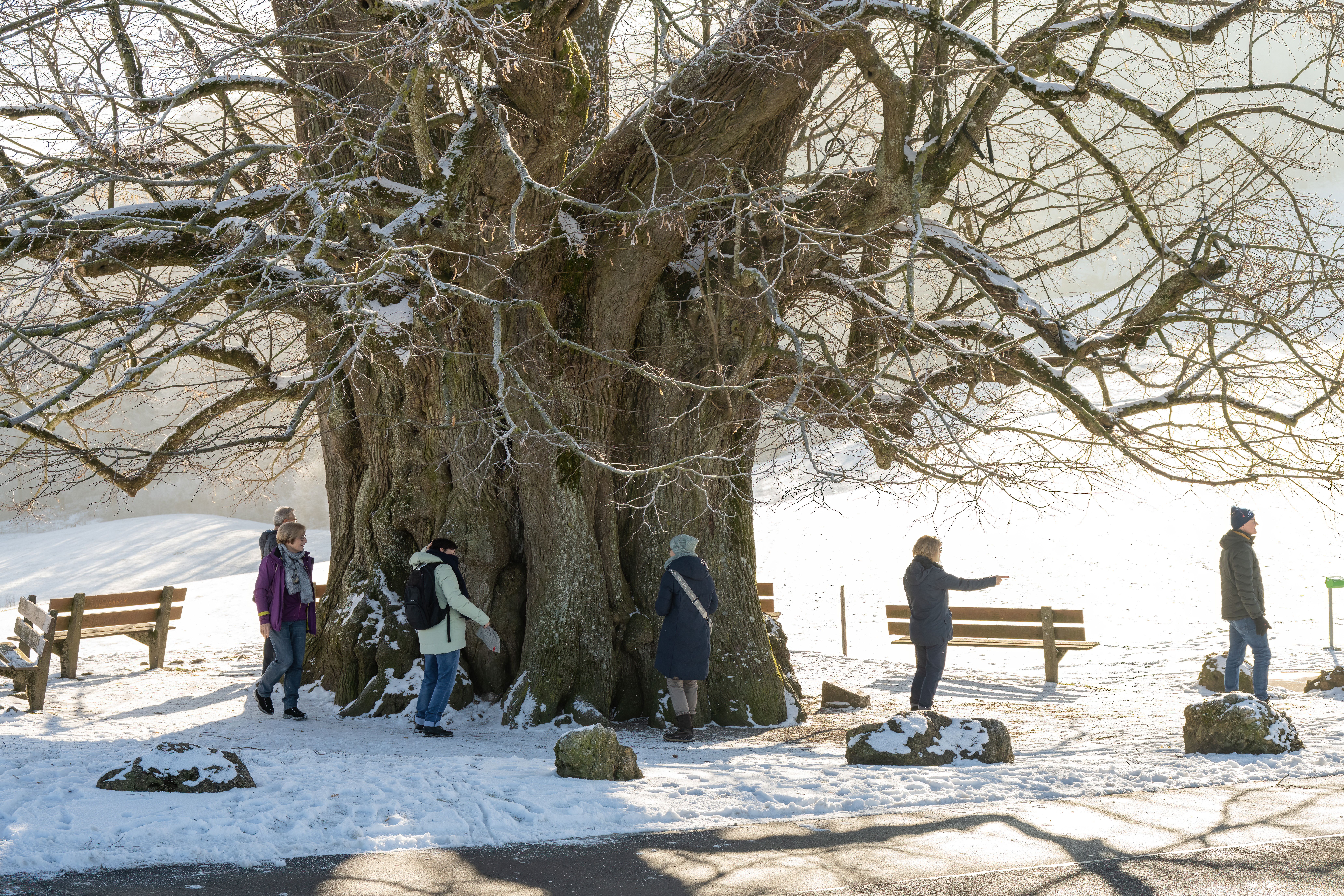 People Standing near a Large Tree in a Park in Winter · Free Stock Photo