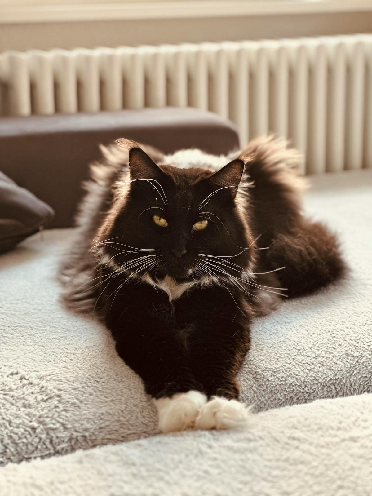 Cat Dancing Photos, Download The BEST Free Cat Dancing Stock Photos ...