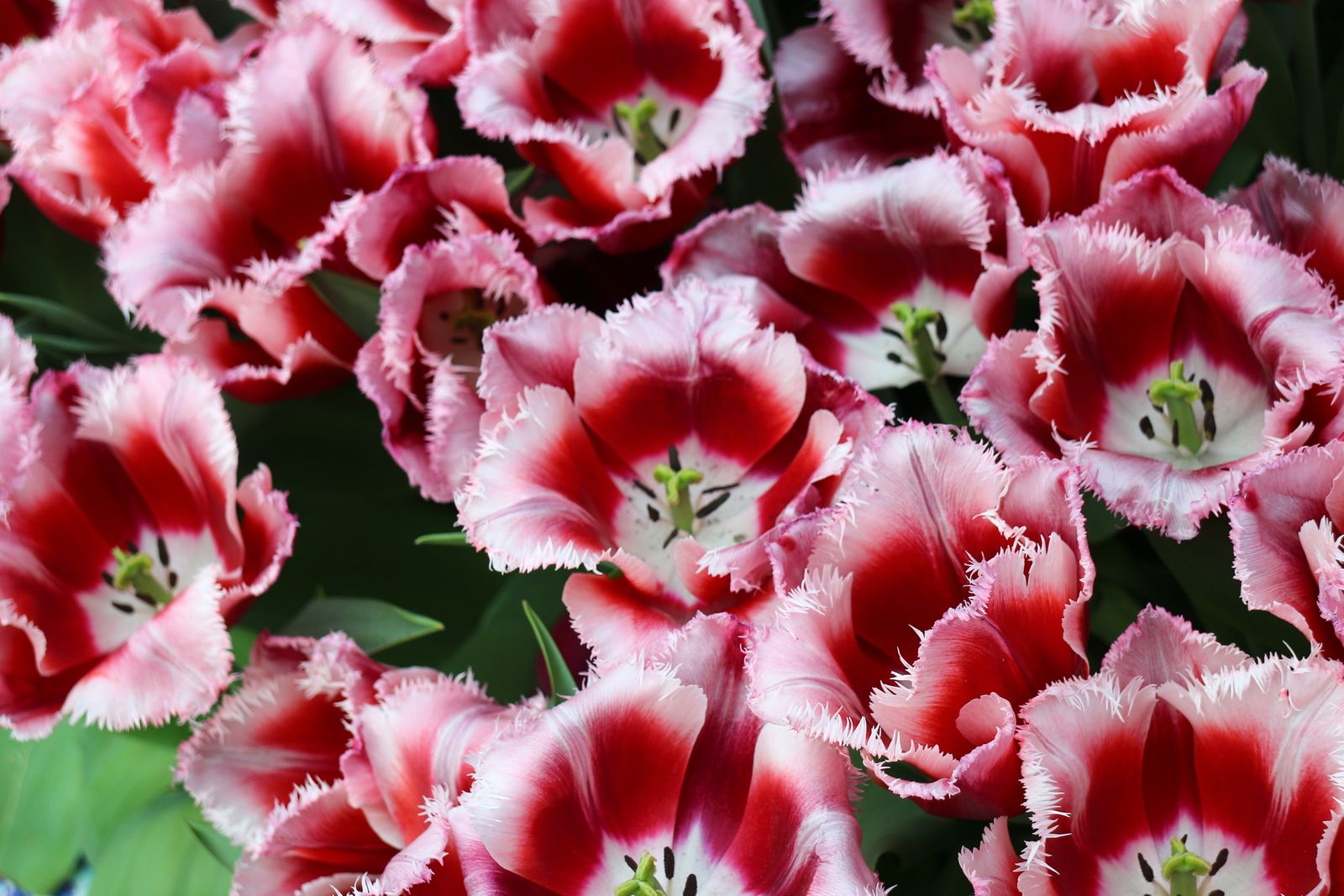 Natural Flowers Photos, Download The BEST Free Natural Flowers Stock ...