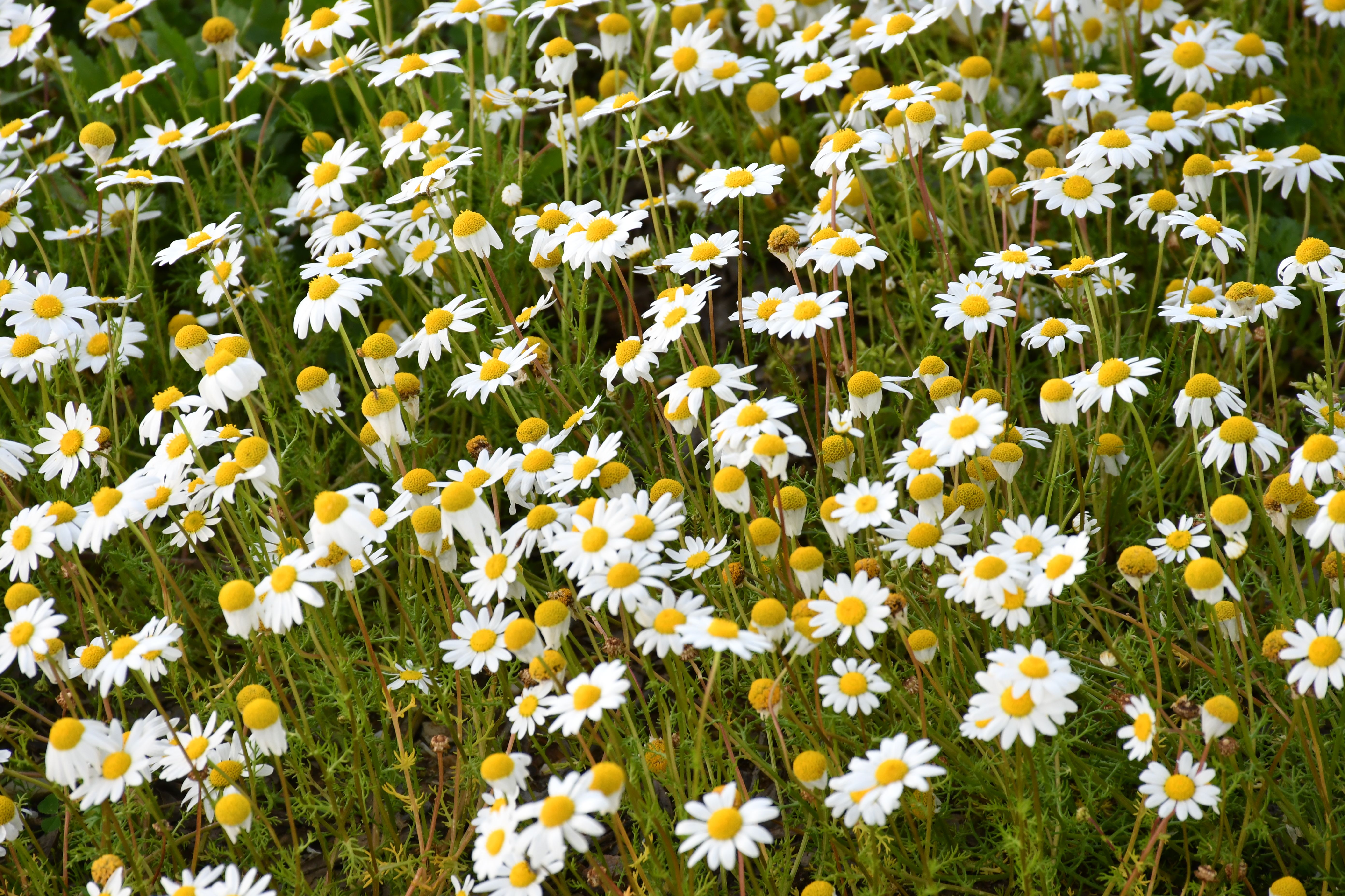 White Daisies on Meadow · Free Stock Photo