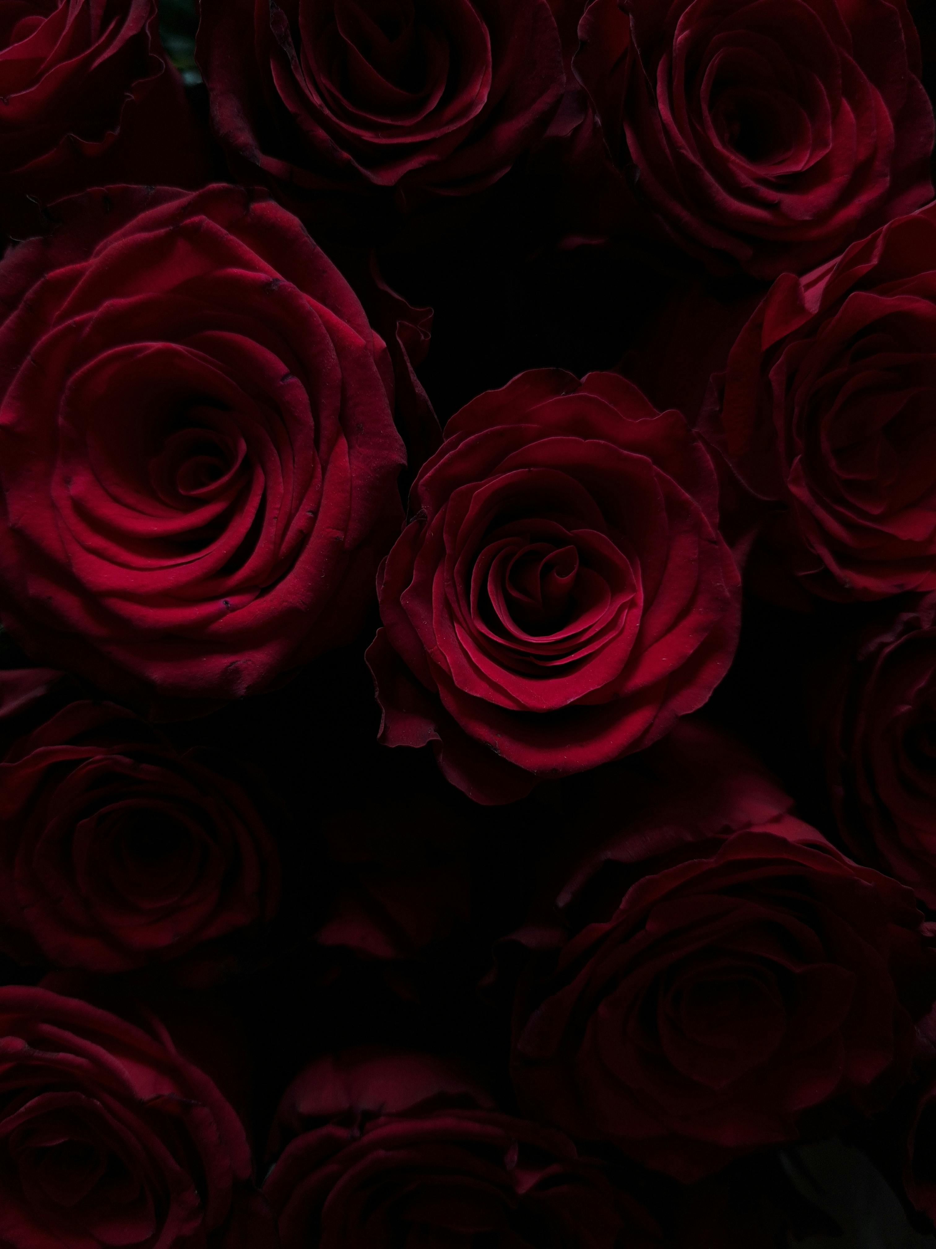 dark red roses · Free Stock Photo
