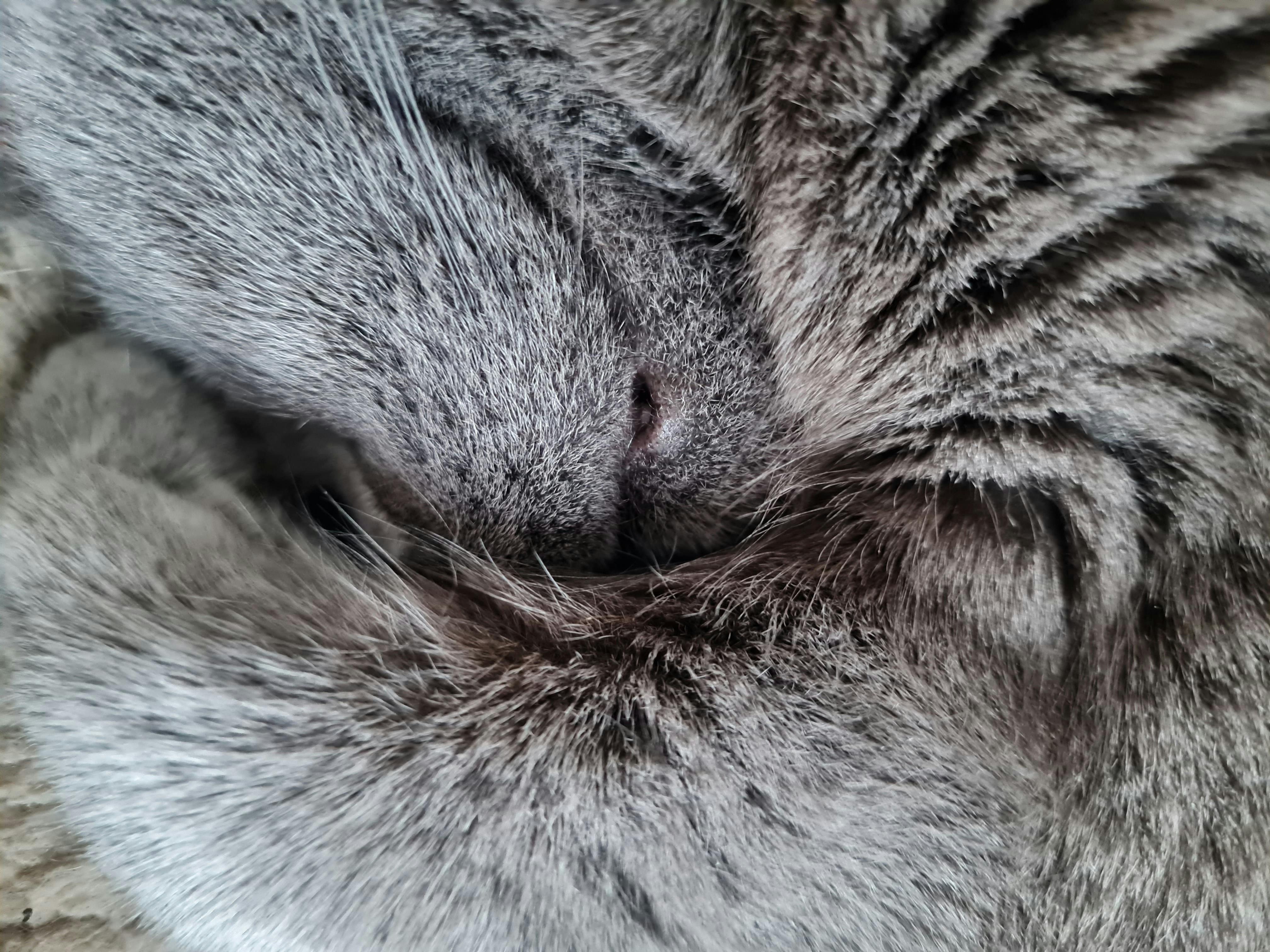 A grey cat sleeping on a blanket · Free Stock Photo