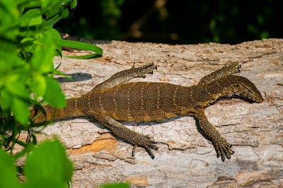 Optimal Nile Monitor Lizard Care for Healthy Pets at Home