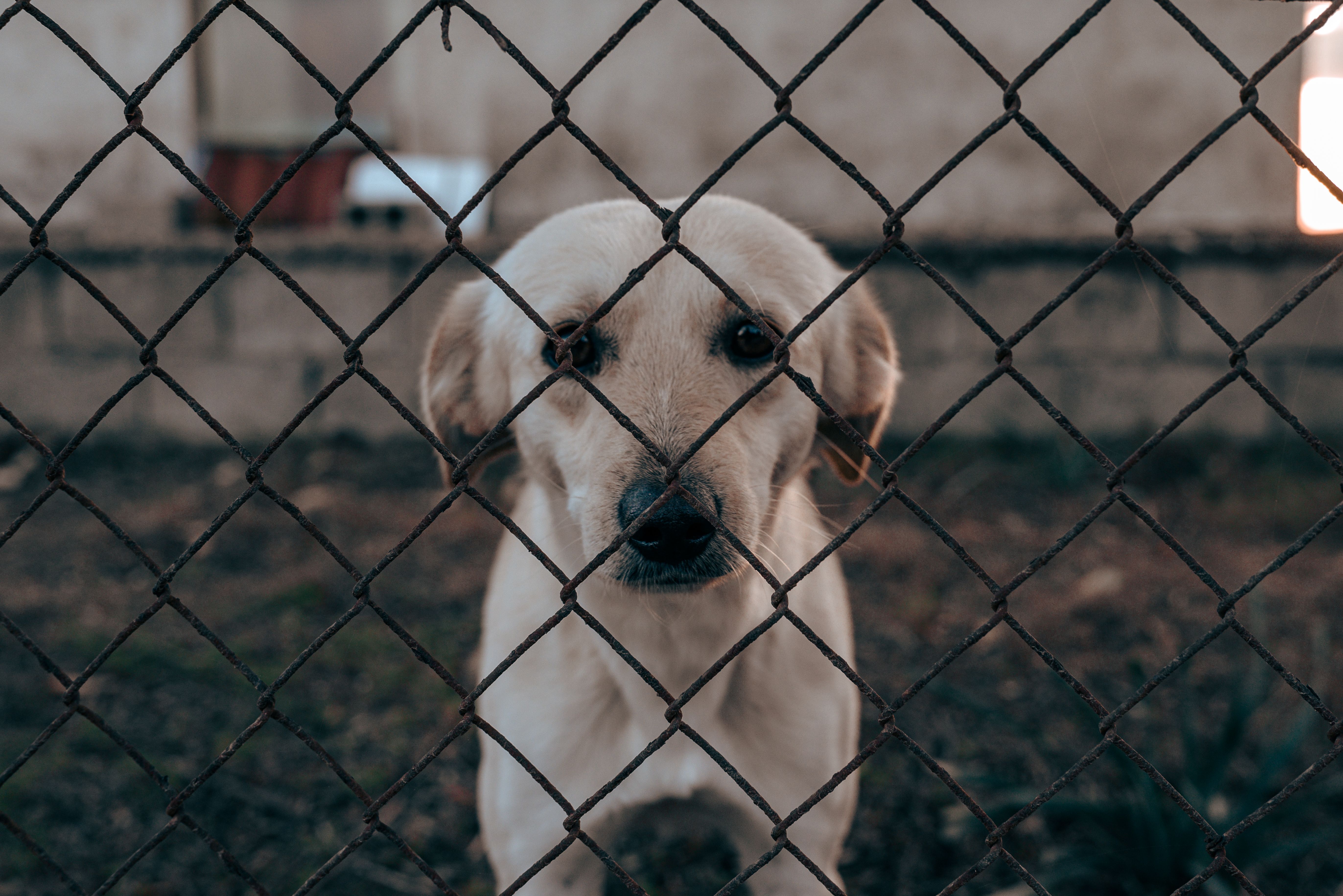 Dog Behind Net Photos, Download The BEST Free Dog Behind Net Stock ...