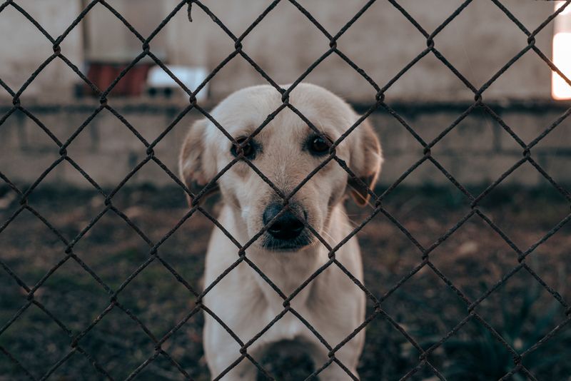 Fence Dog Photos, Download The BEST Free Fence Dog Stock Photos & HD Images