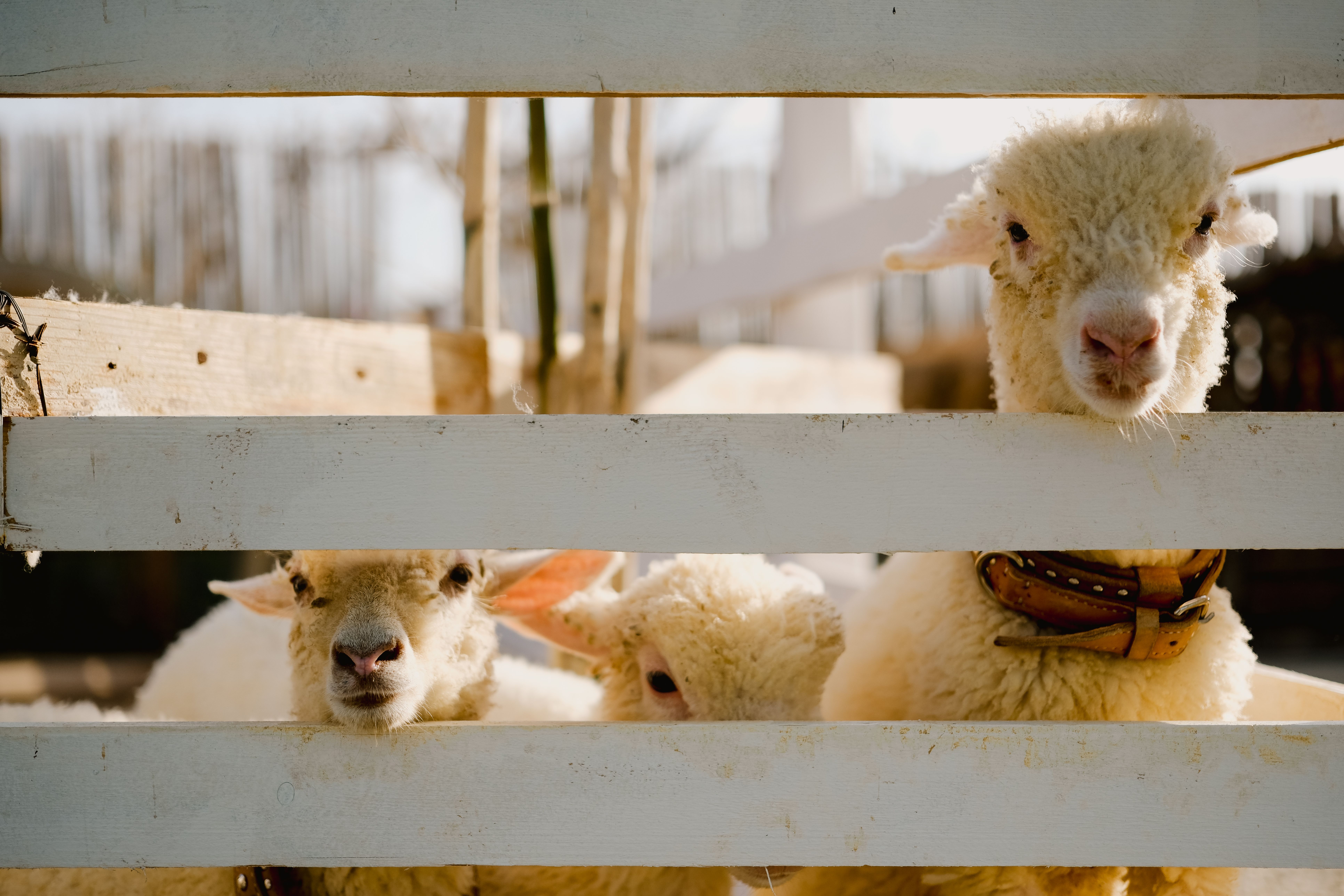 Sheep and Lambs behind Fence · Free Stock Photo