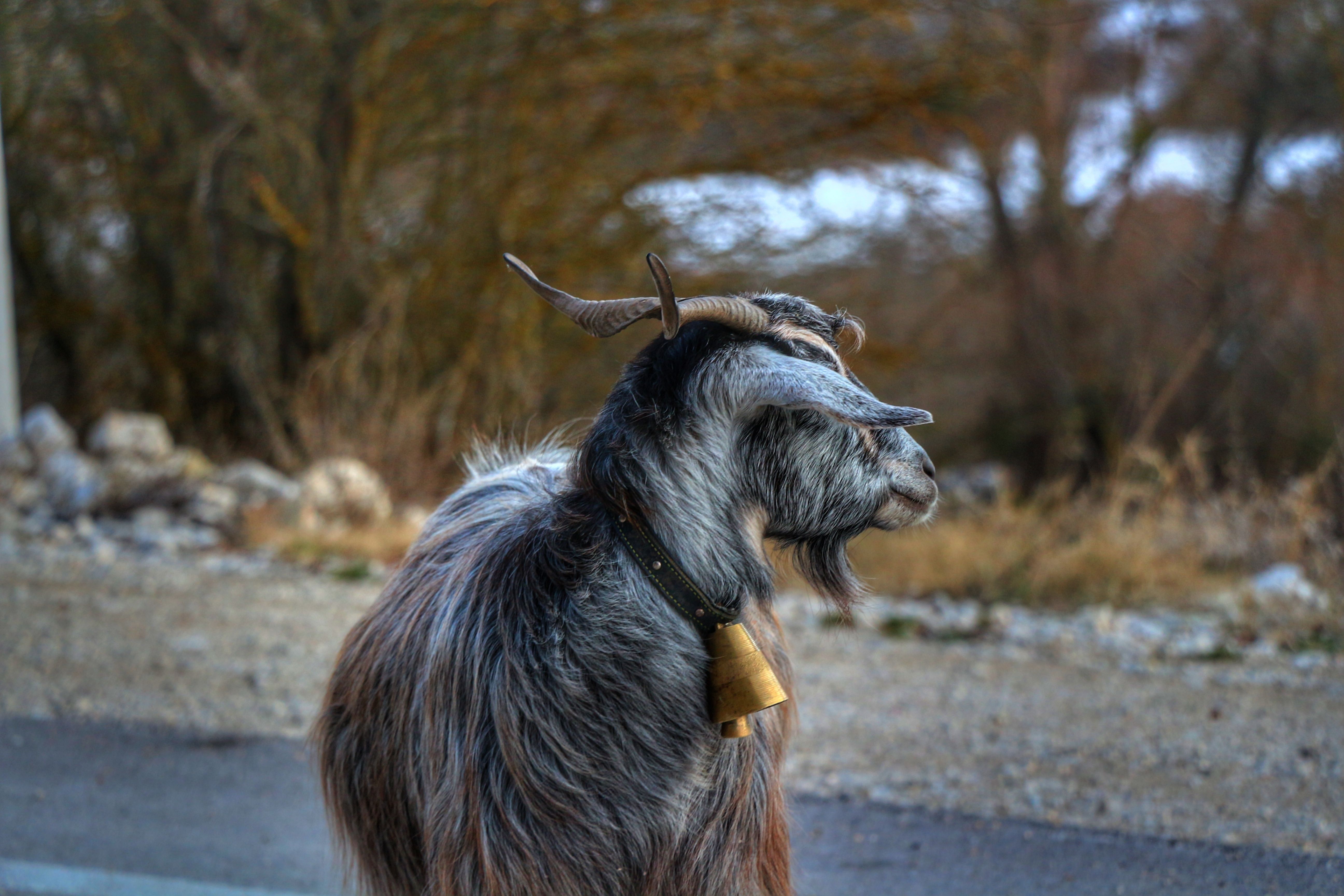 Grey Goat with Gold Bell on Neck · Free Stock Photo
