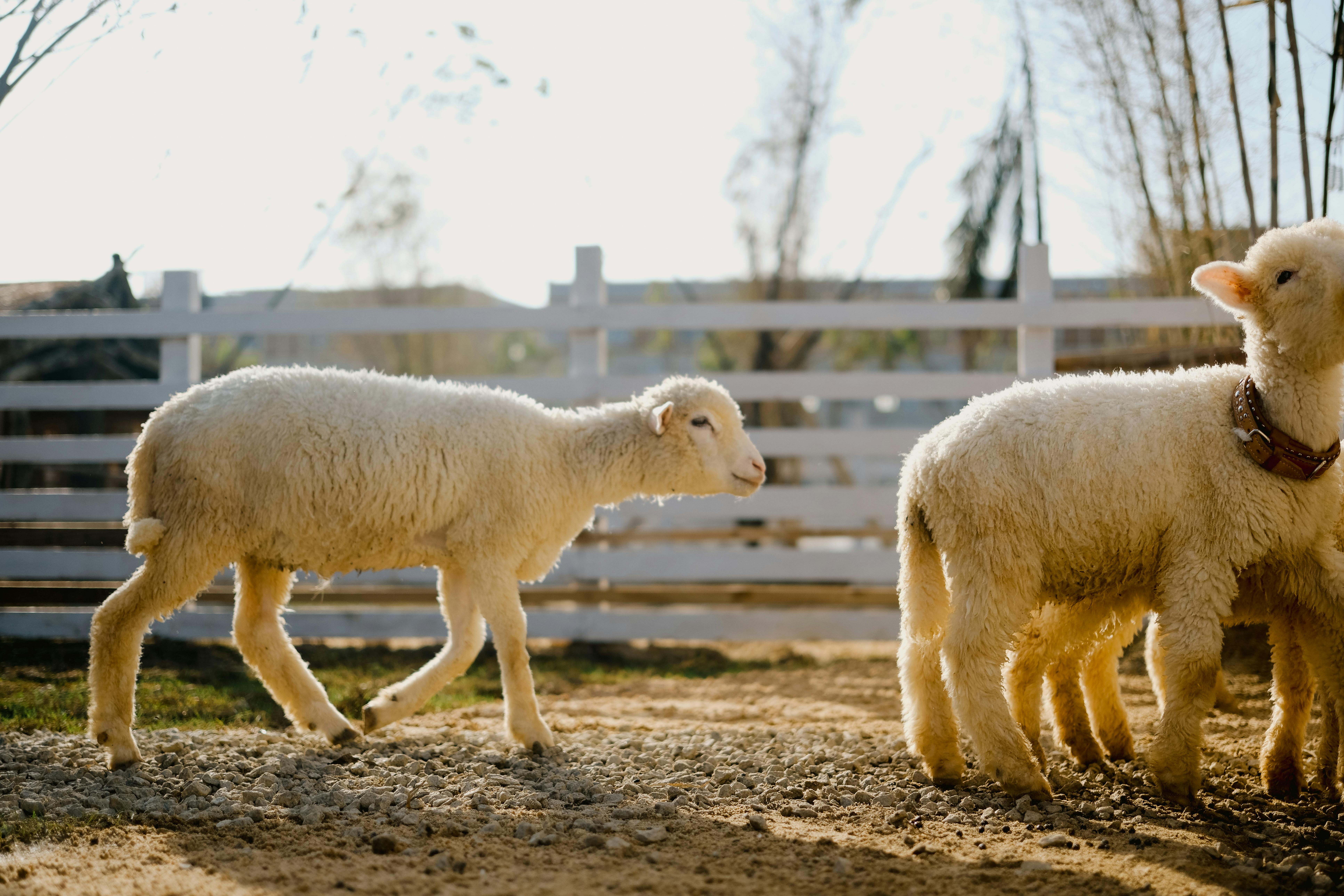 Lambs on Farm · Free Stock Photo